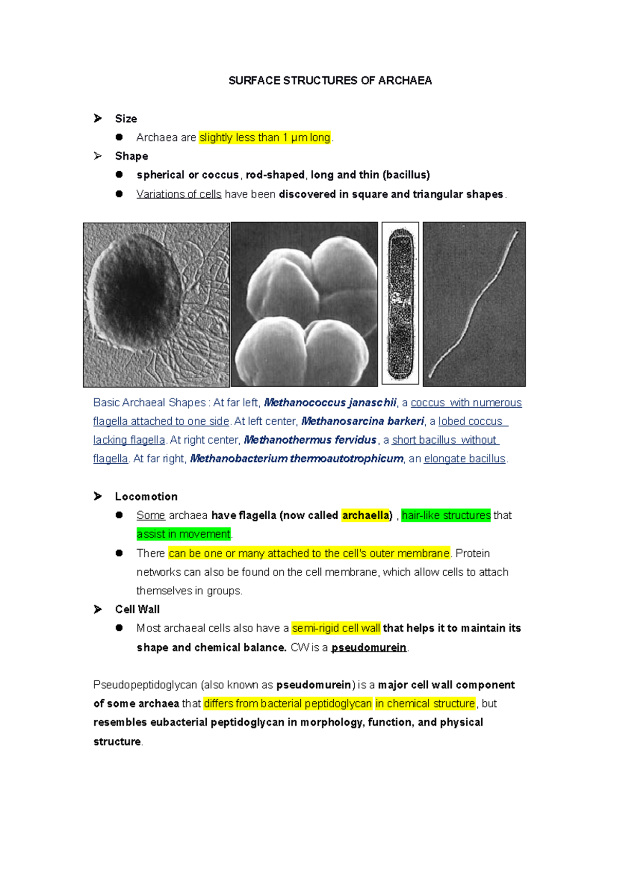 Surface Structures OF Archaea - SURFACE STRUCTURES OF ARCHAEA Size ...