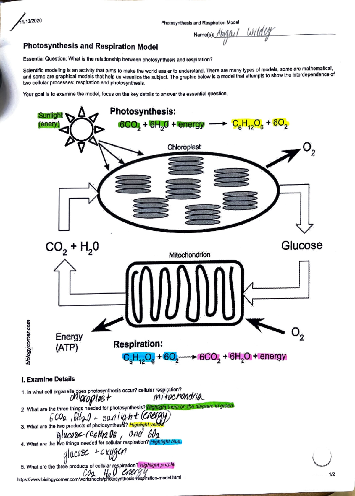 Respiration photosynthesis - _/,,ano20 PhotosynthesisandRespiration ...