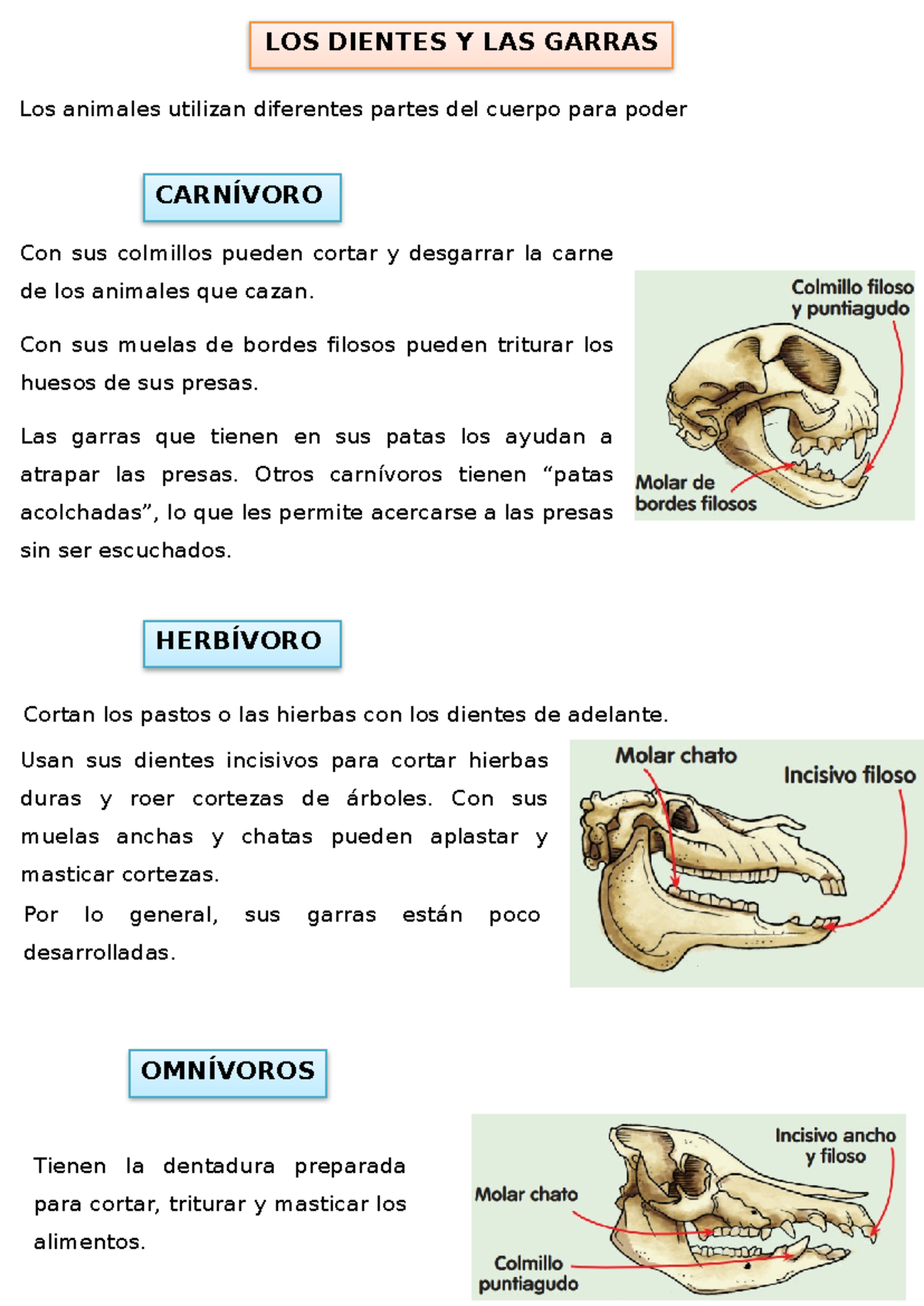 Nuevo Documento de Microsoft Word - LOS DIENTES Y LAS GARRAS Con sus ...