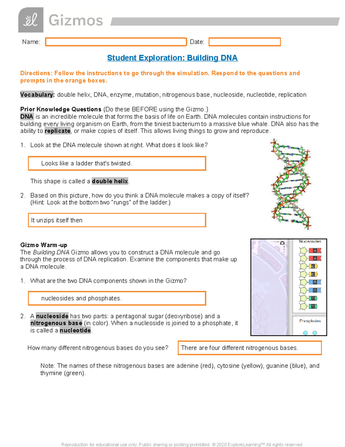 Building DNA - SE - Name: Date: Student Exploration: Building DNA ...