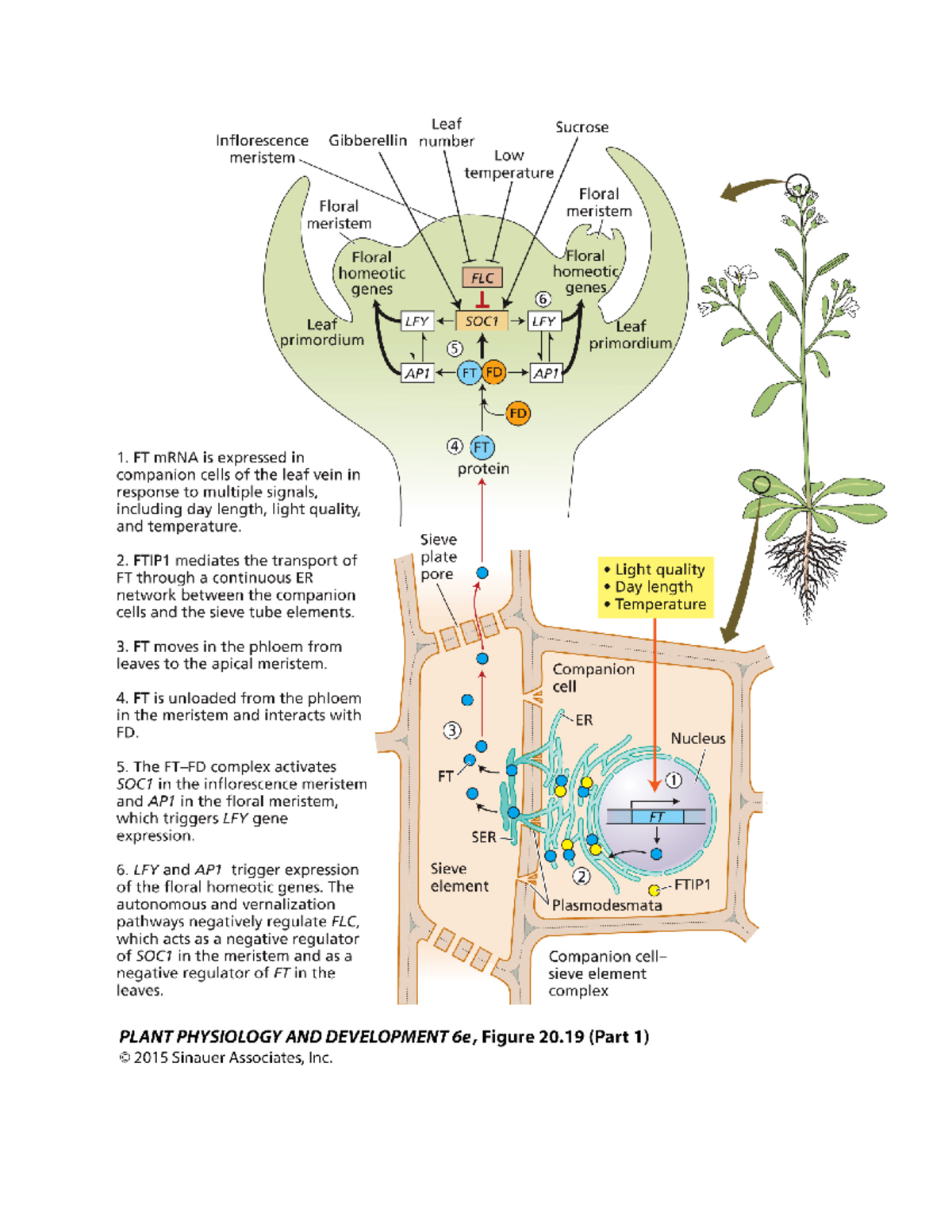 Flowering steps - Lecture notes 2 - BSC 471 - Studocu