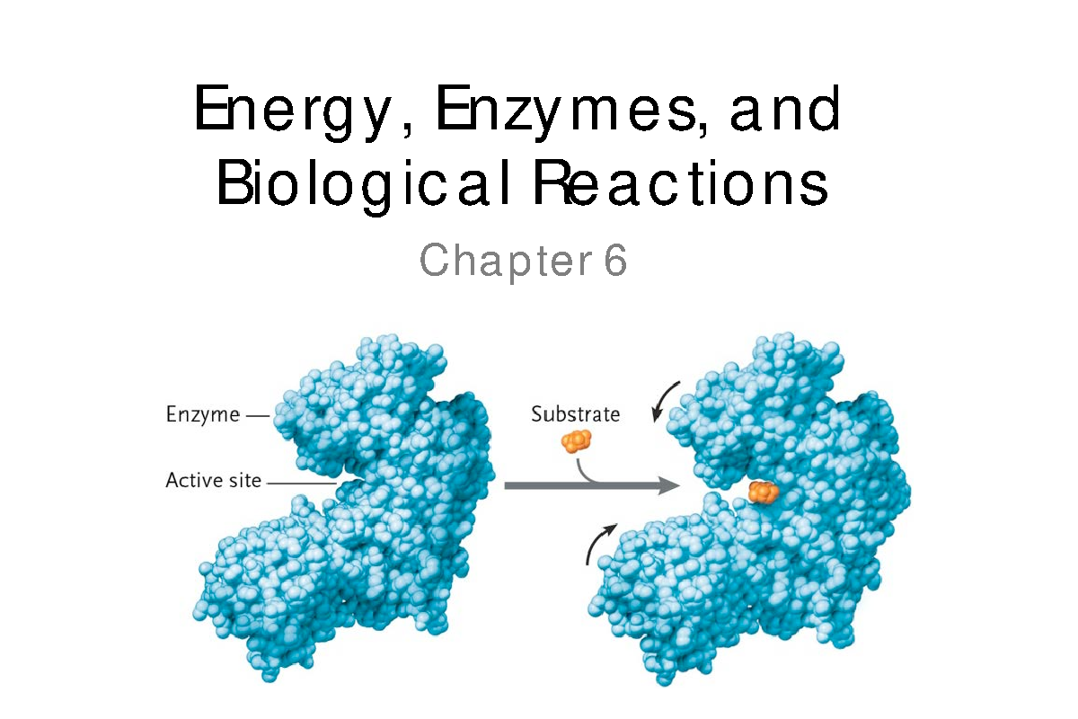 6 - Energy, Enzymes, and Biological Reactions (Moodle) - Ene rg y ...