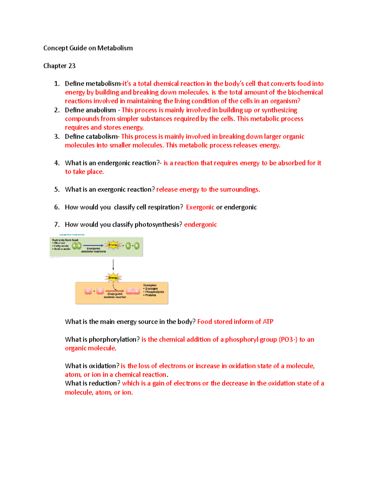 Concept Guide on Metabolism - BIOS 2320 - MCC - Studocu