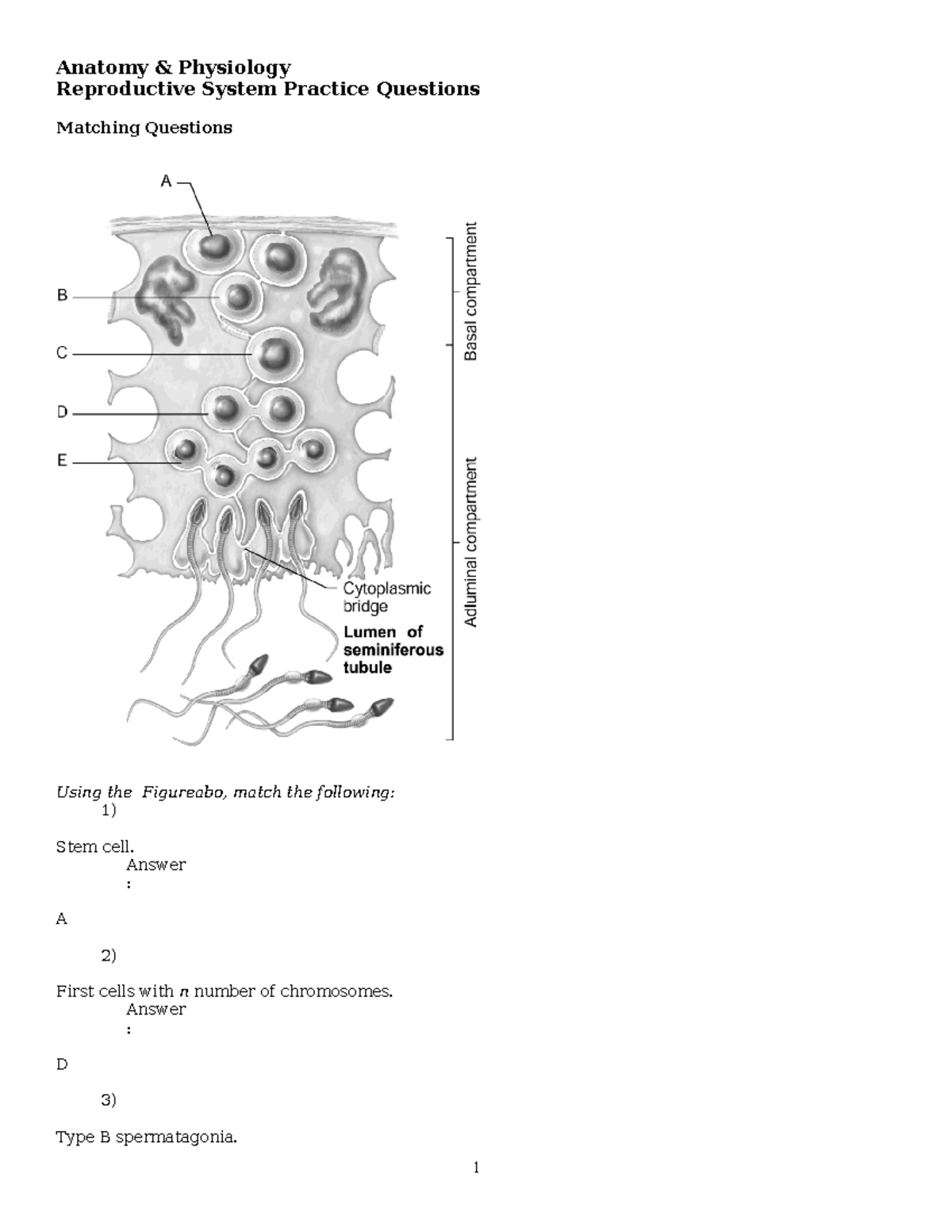 Reproductive Test Bank - Anatomy & Physiology Reproductive System ...