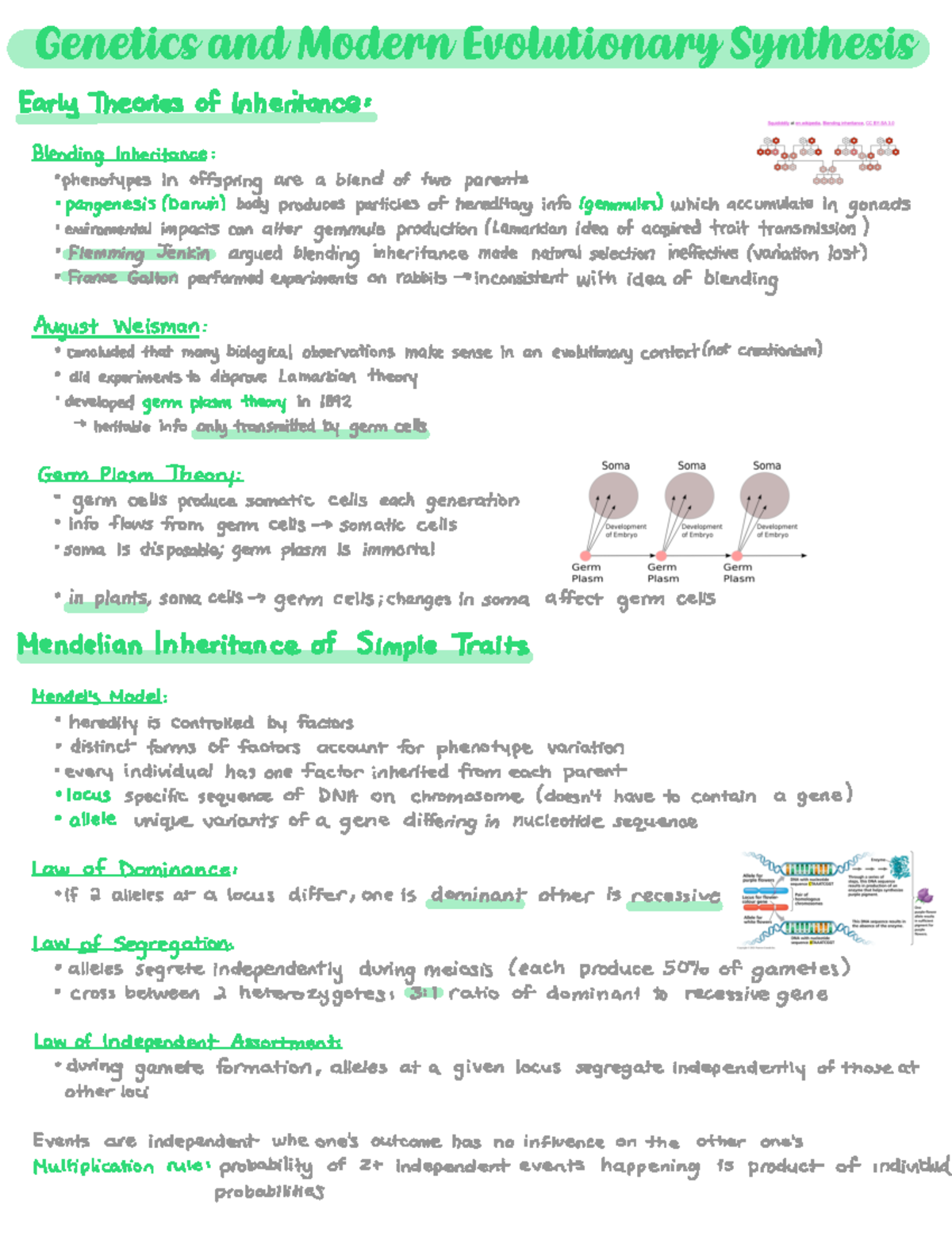 Genetics - Early Theories of Inheritance Blending Inheritance ...