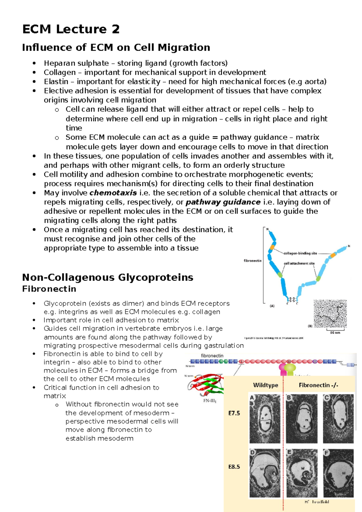 ECM 2 - ECM Lecture 2 Influence of ECM on Cell Migration Heparan ...