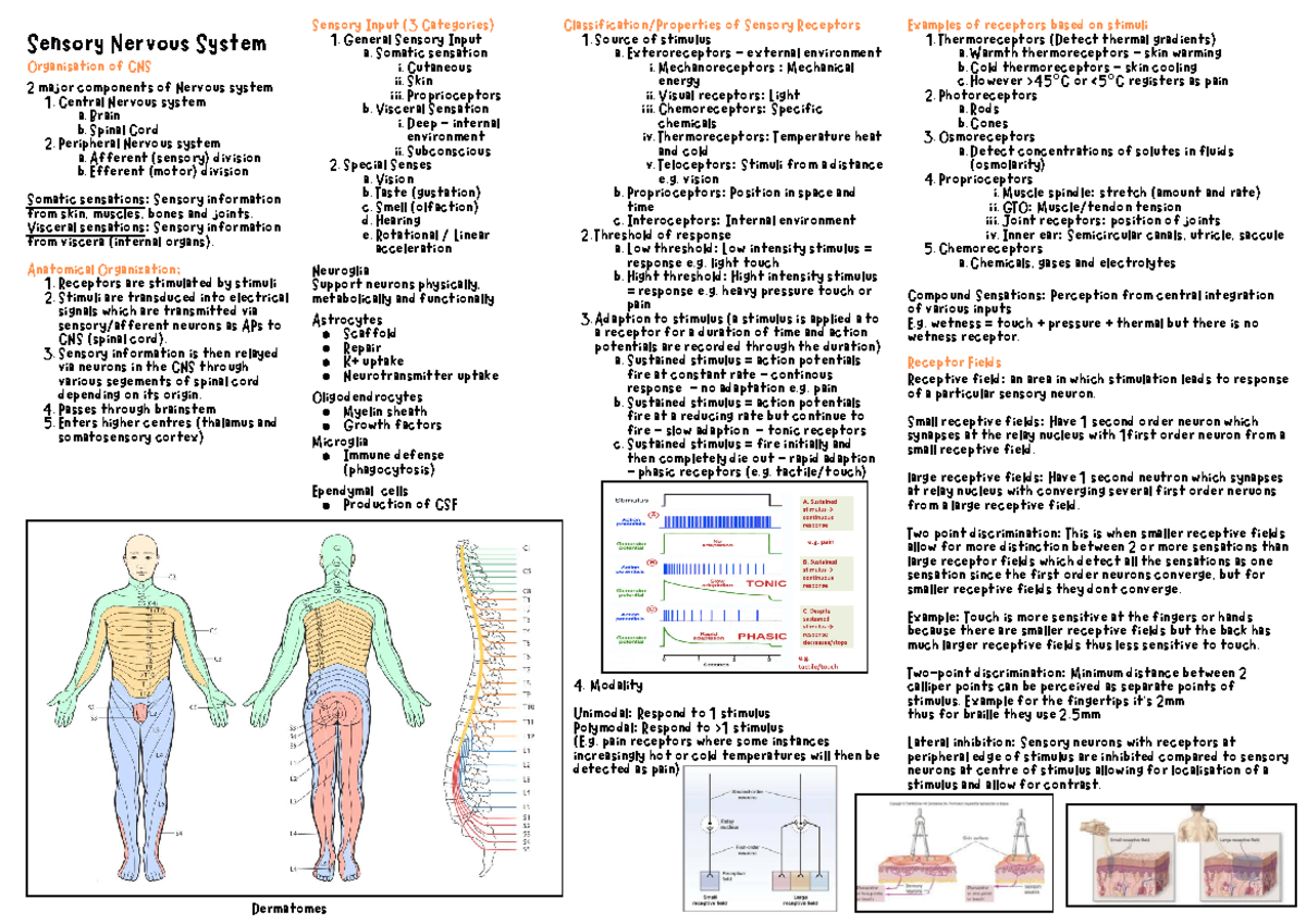 Sensory Nervous System - Sensory Nervous System Organisation of CNS 2 ...