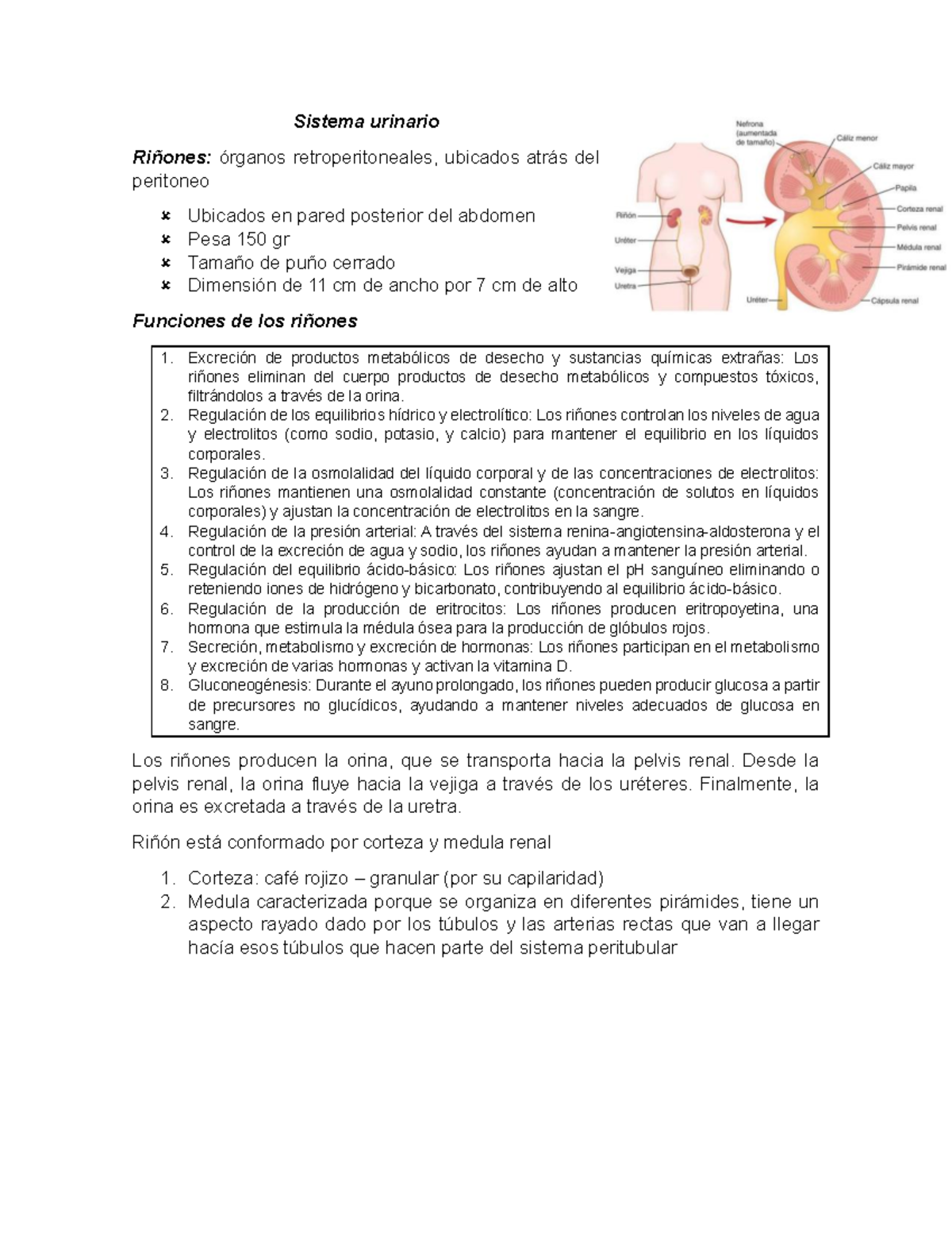 Sistema urinario - Sistema urinario Riñones: órganos retroperitoneales ...