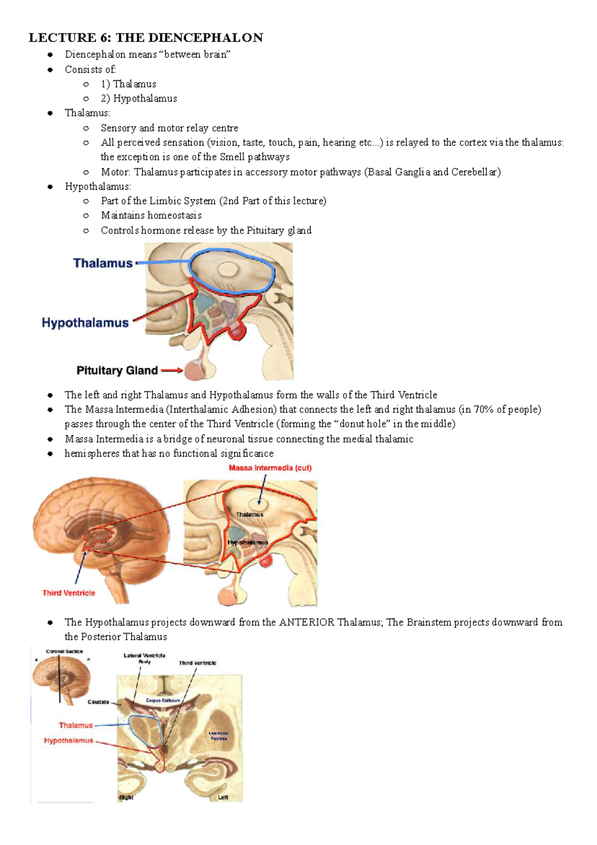 HMB320 Notes Full - LECTURE 6: THE DIENCEPHALON Diencephalon means ...