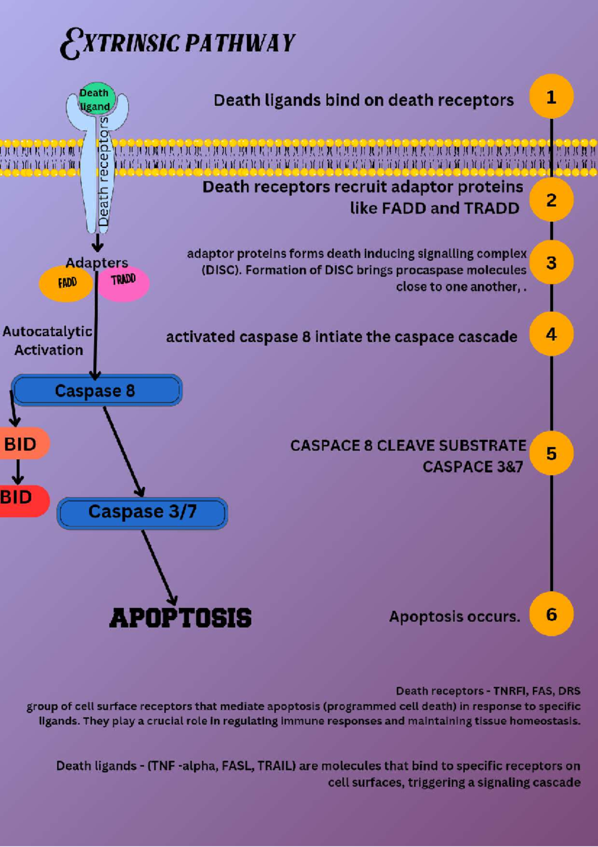 Extrinsic pathway 20240926 205204 0001 - EXTRINSIC PATHWAY Death ligand ...