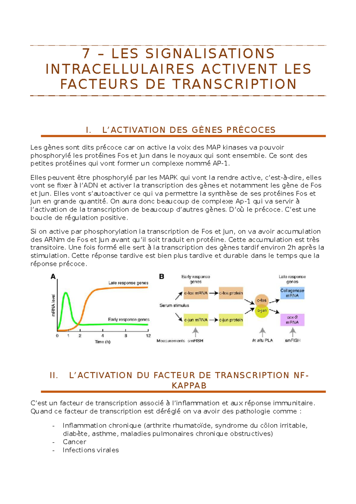 7- Les signalisations intracellulaires activent les facteurs de ...