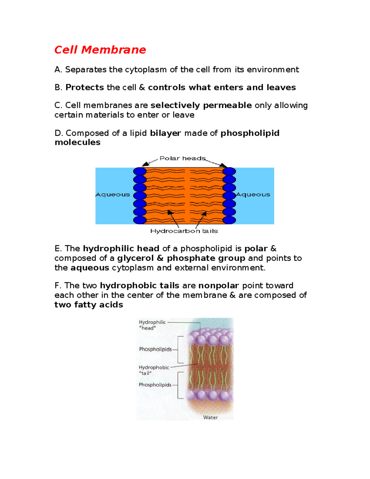 Cell Membrane Notes - duufhdh - Cell Membrane A. Separates the ...