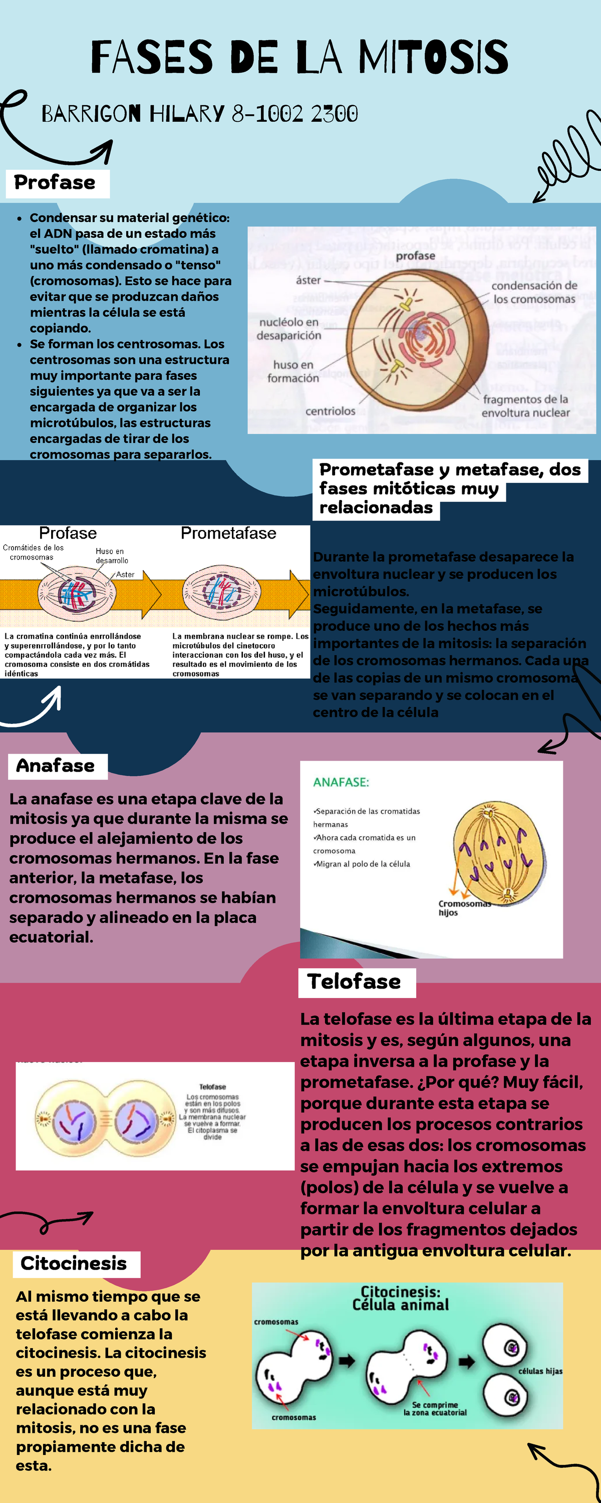 Fase de la mitosis - yup - FASES DE LA MITOSIS Profase Condensar su ...