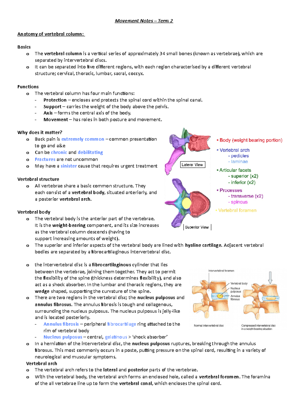 Lower Limb Lecture Notes - Movement Notes – Term 2 Anatomy of vertebral ...