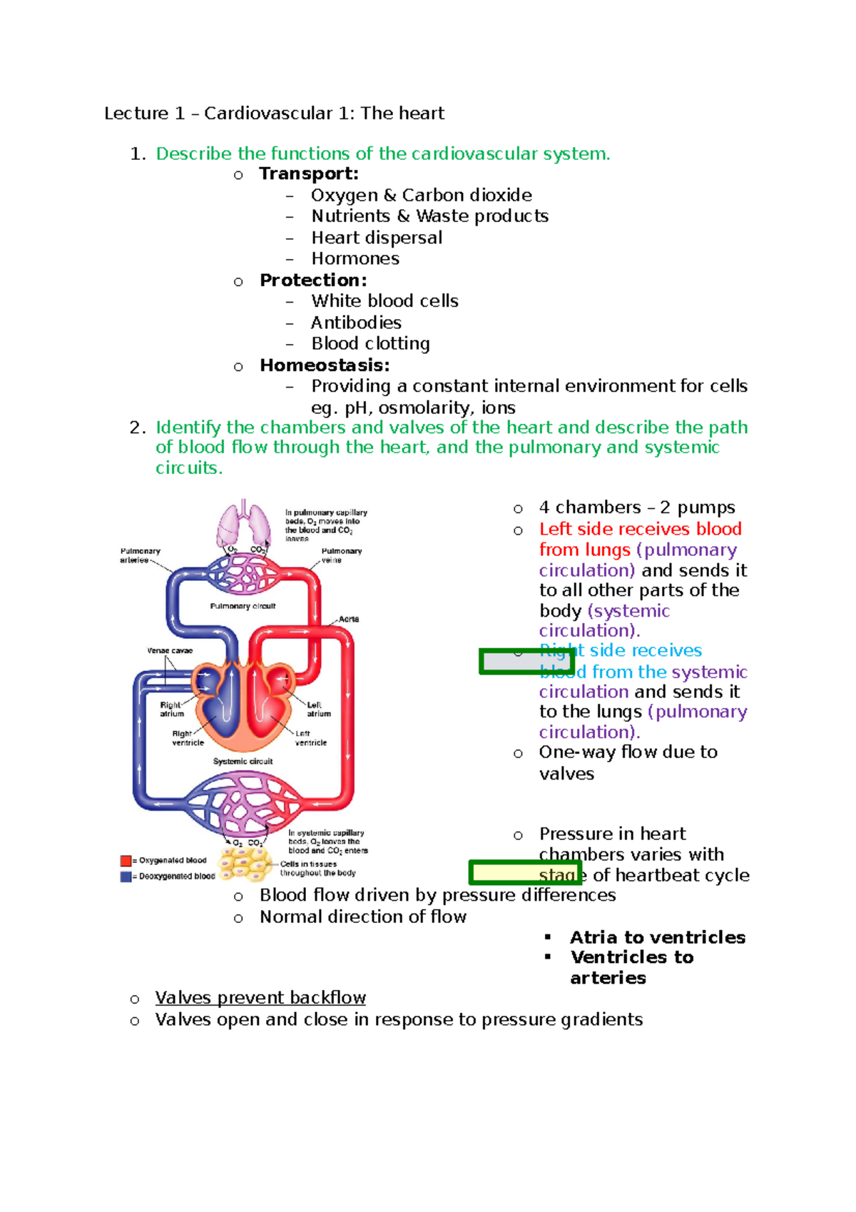 Lecture 1 – Cardiovascular 1- The heart - Lecture 1 – Cardiovascular 1 ...