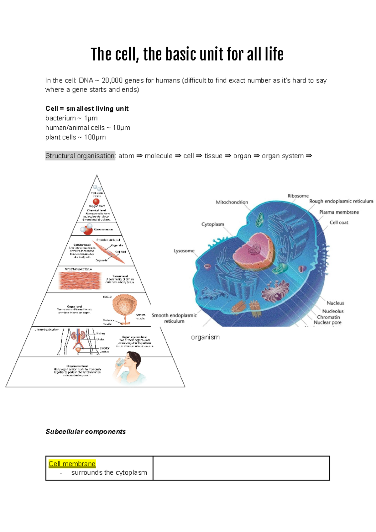 The cell, the basic unit for all life - Cytoplasm is the floating mass ...