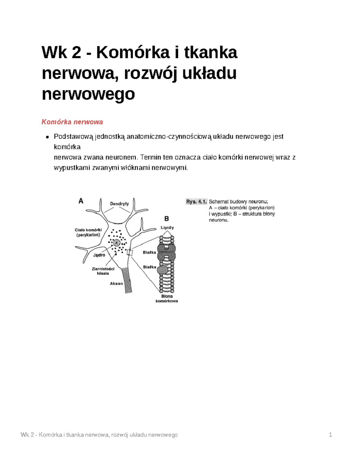 Wk 2 - Komrka i tkanka nerwowa rozwj ukadu nerwowego - Wk 2 - Komórka i tkanka nerwowa, rozwój ...