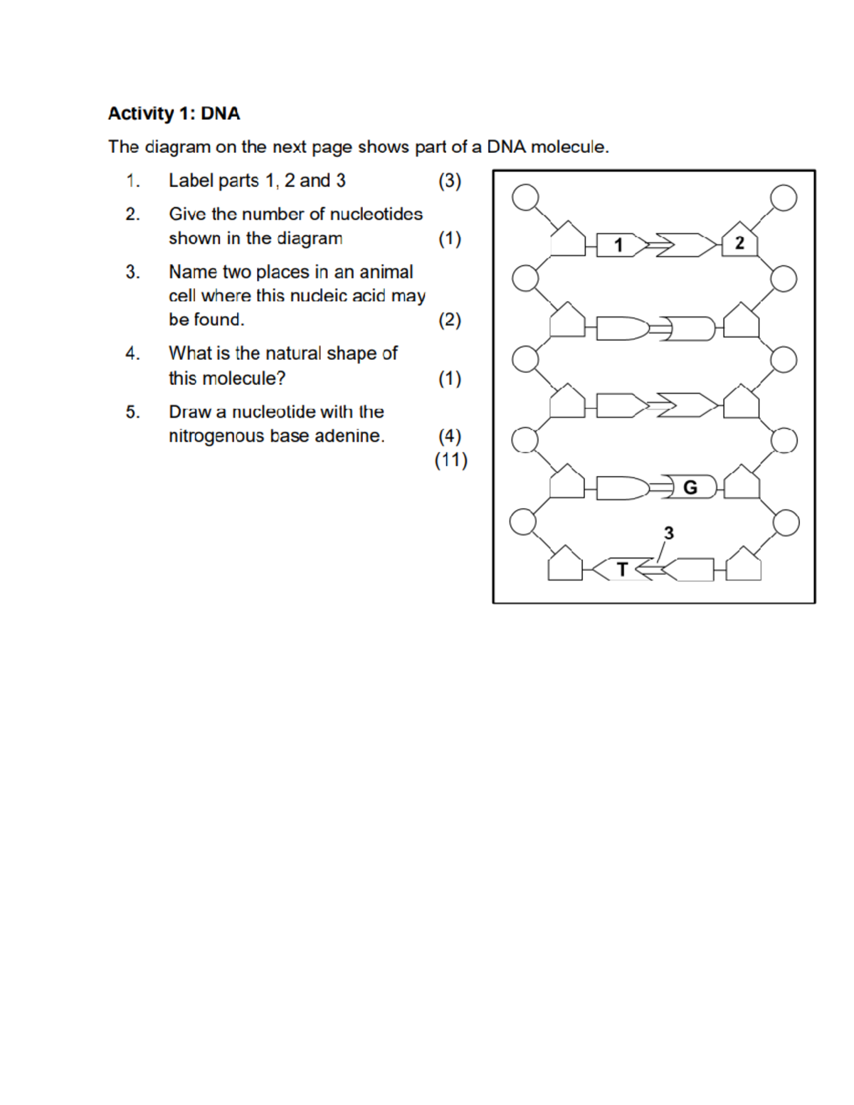 Activity 1 - Activity 1: DNA The diagram on the next page shows part of ...
