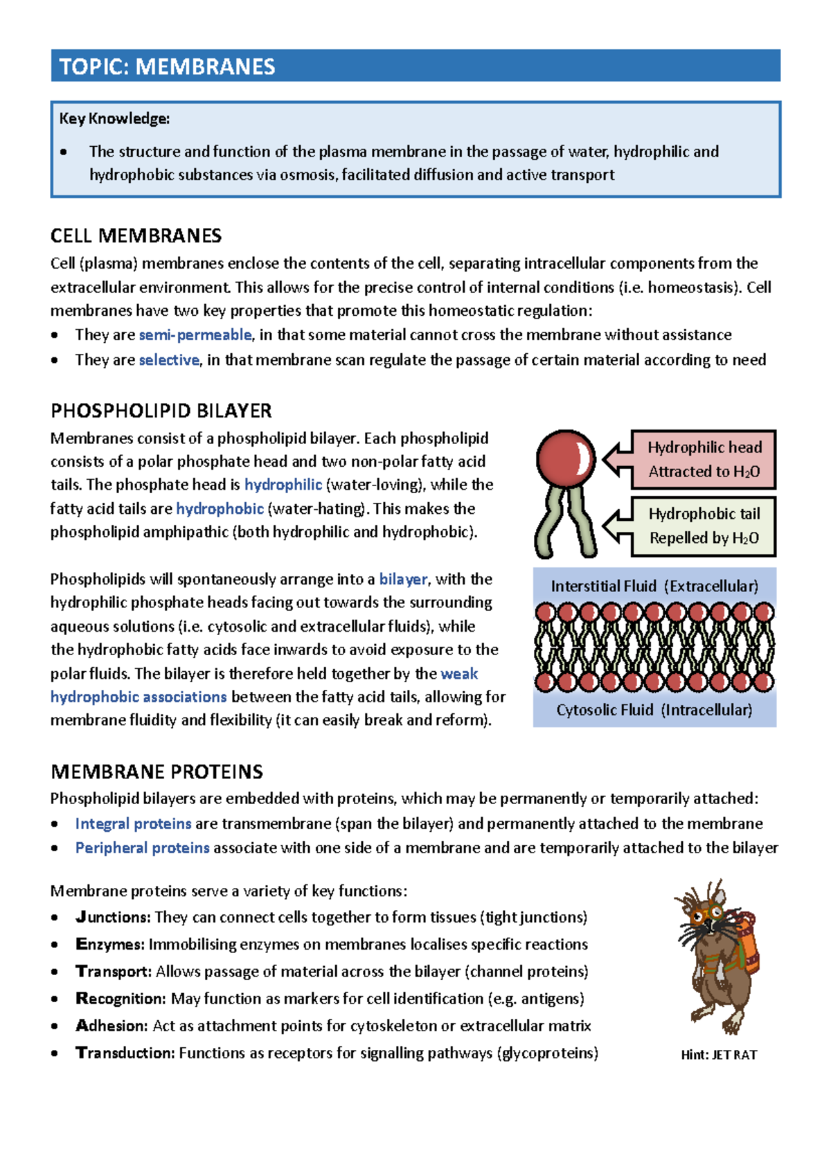 Membranes 2 - Bach - TOPIC: MEMBRANES Key Knowledge: The structure and function of the plasma ...