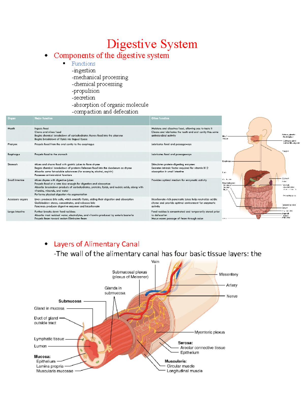 Digestive System study guide - Digestive System Components of the digestive system Functions ...