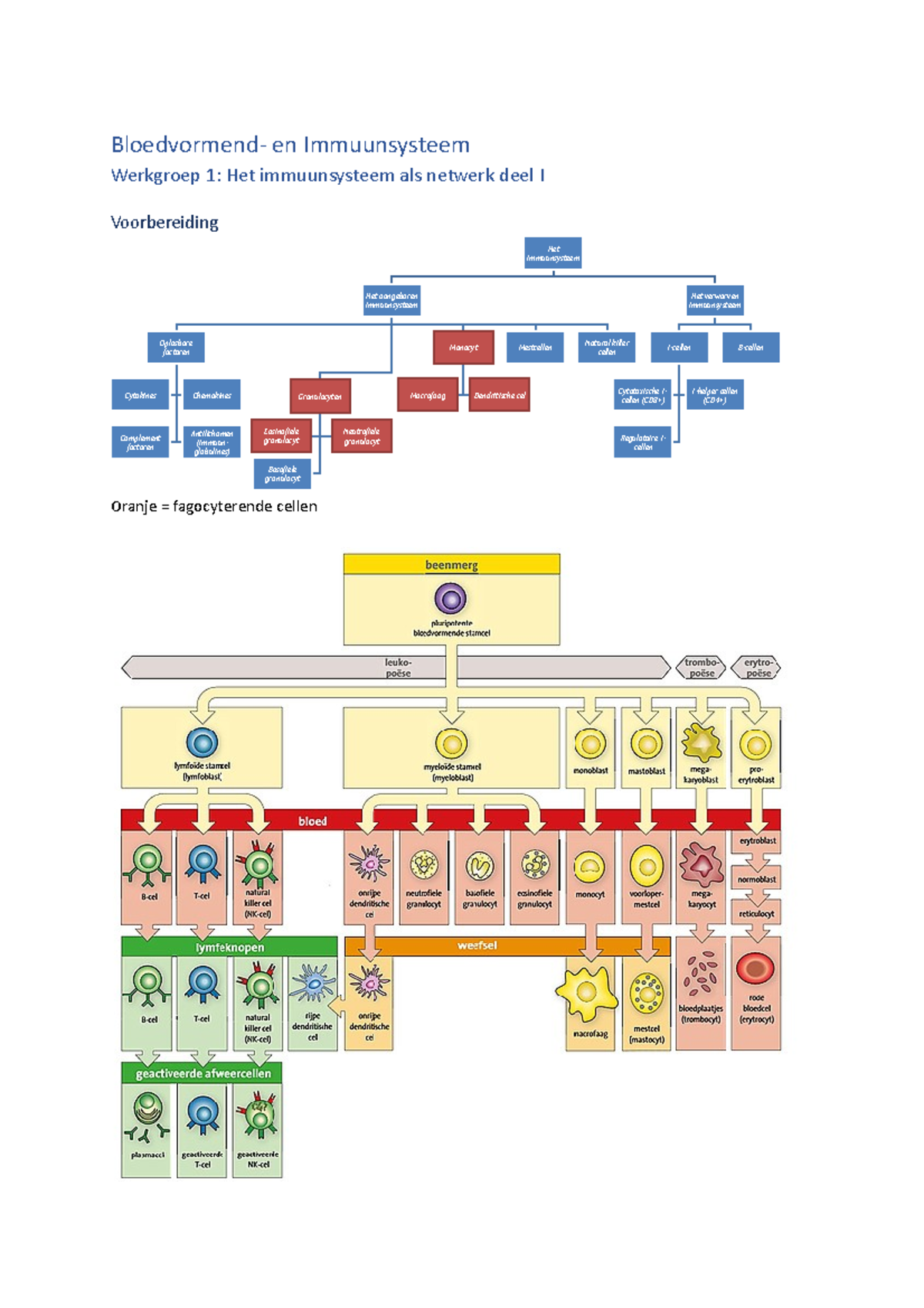 Bloedvormend en immuunsysteem Werkgroep Schema Immuunsysteem cellen ...