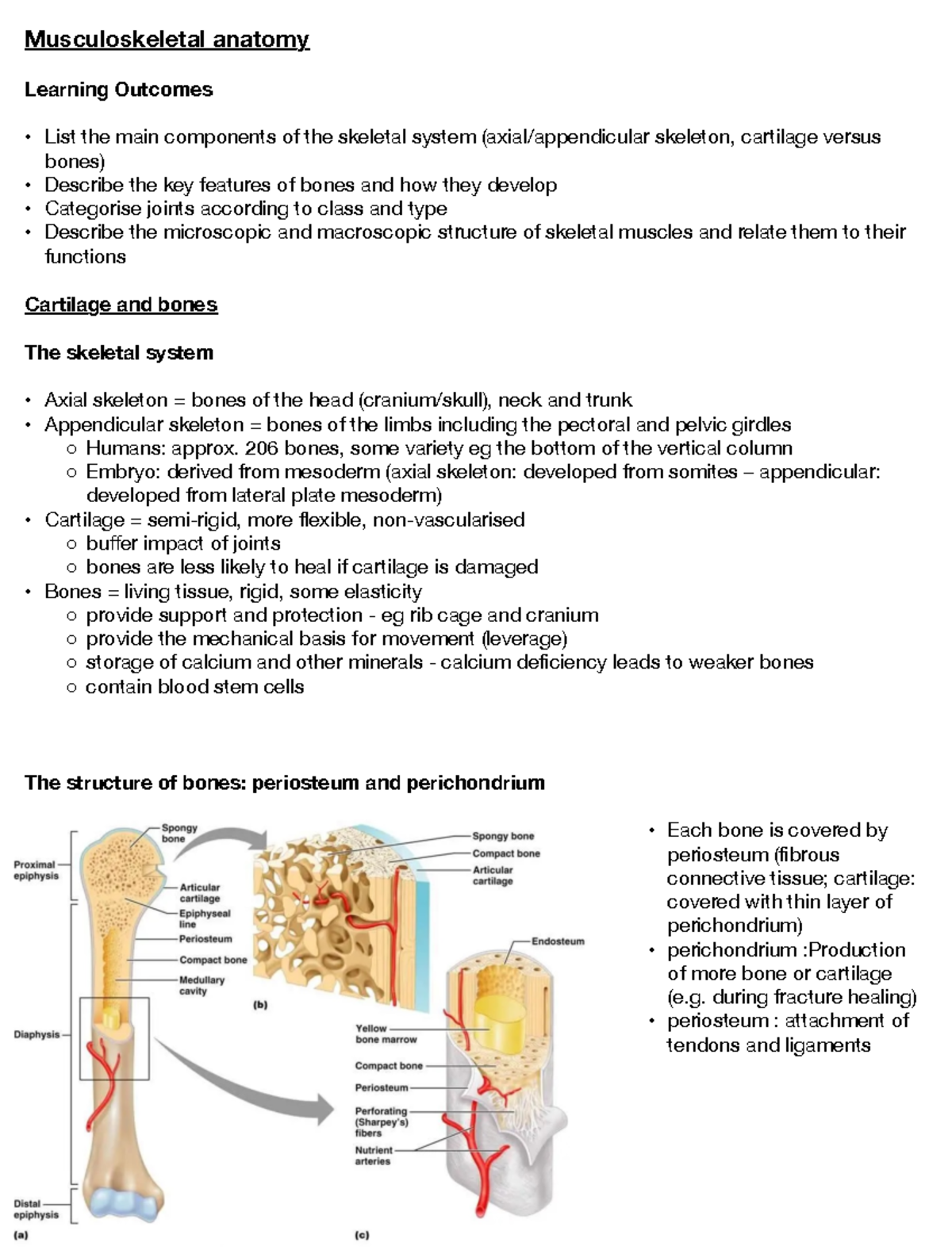 L9 - musculoskeletal anatomy - Musculoskeletal anatomy Learning ...