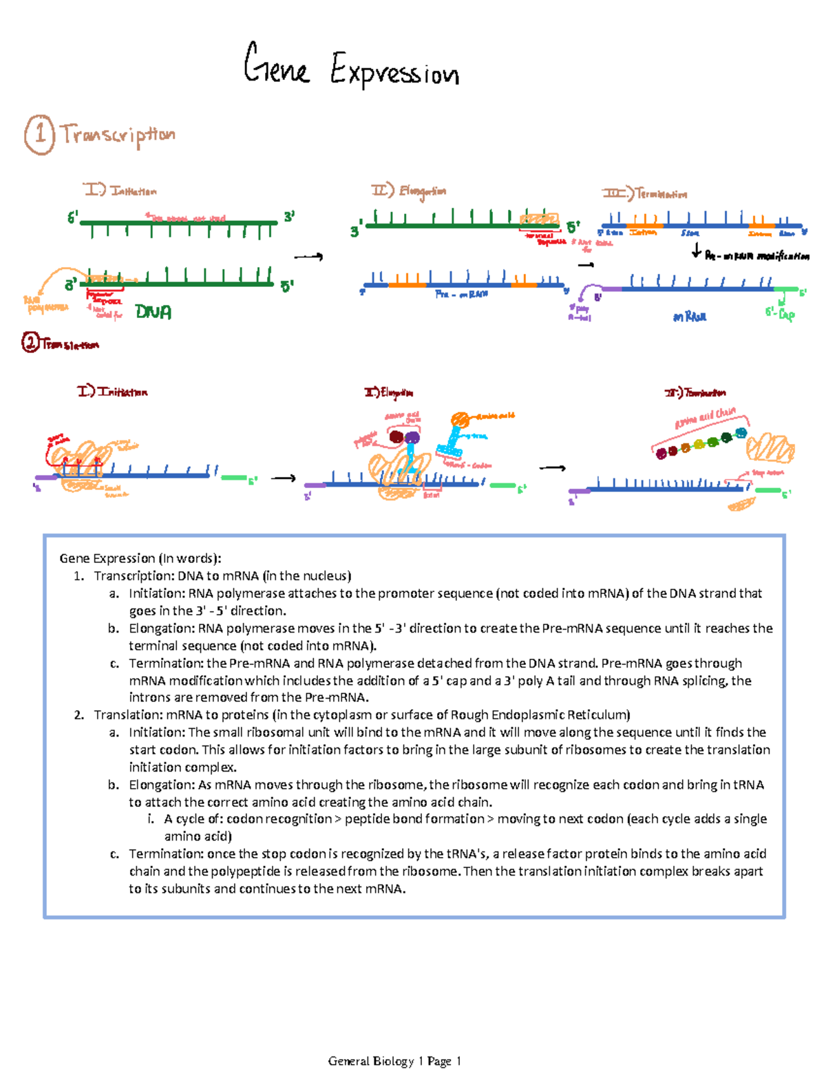 Gene Expression Sequence - Gene Expression (In words): 1. Transcription ...