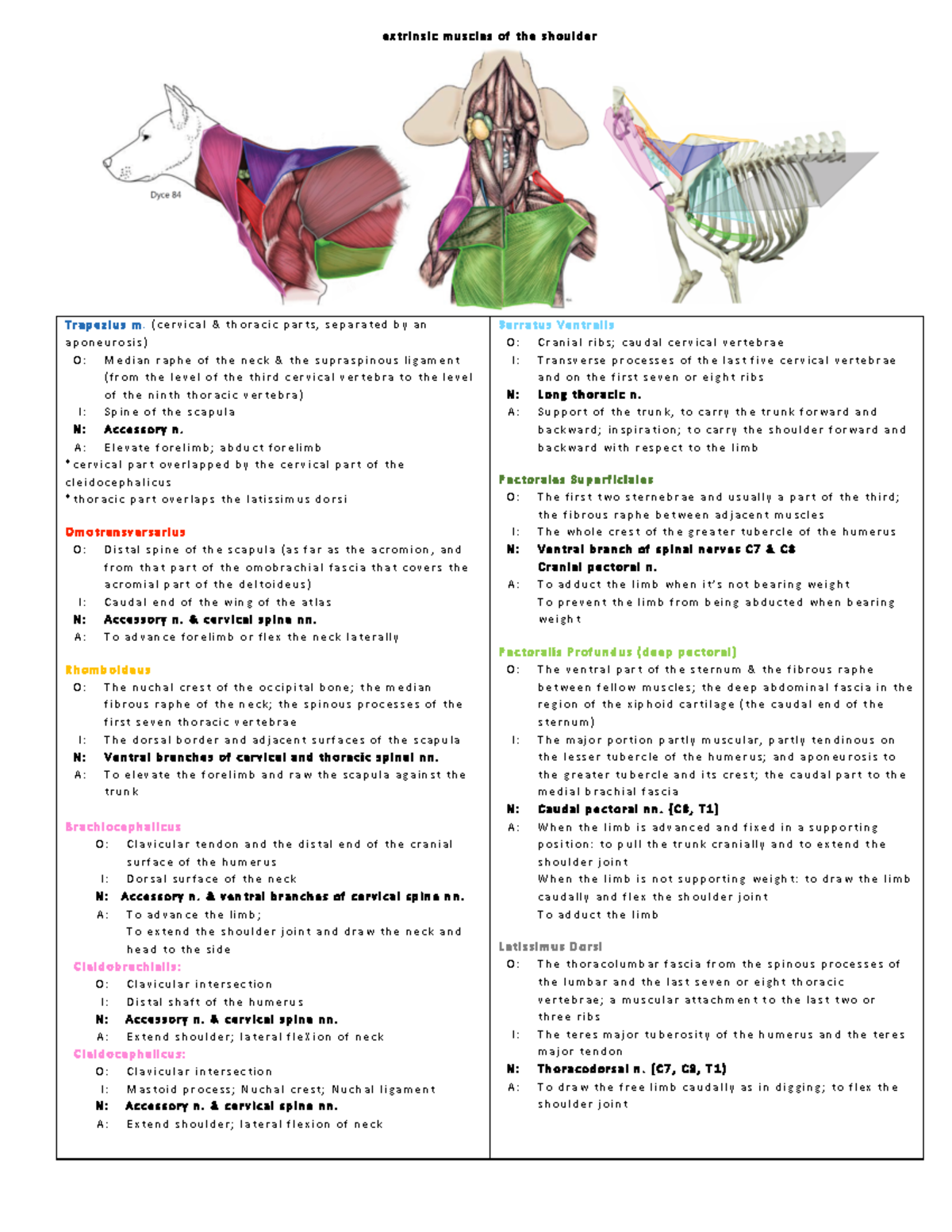 Extrinsic and Intrinsic Muscles of Forelimb - extrinsic muscles of the ...