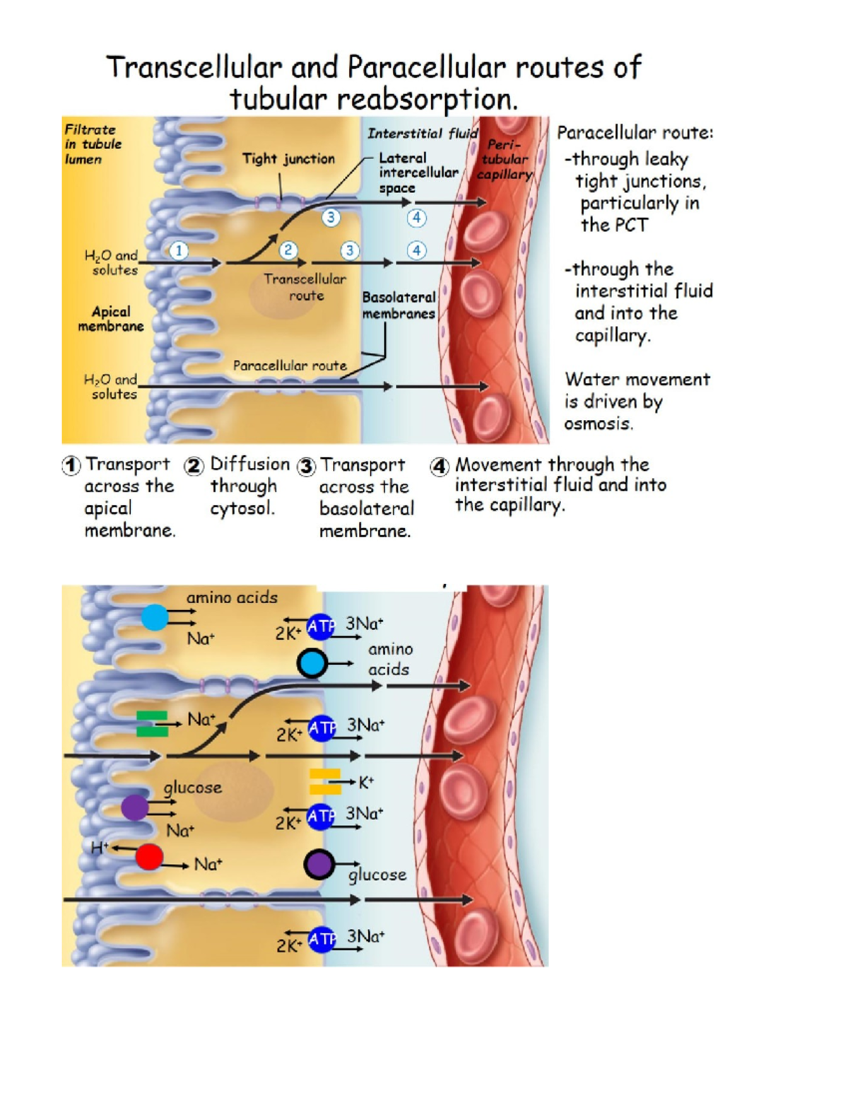 BIOL 325 Lectures 29+30 Images - BIOL325 - Studocu