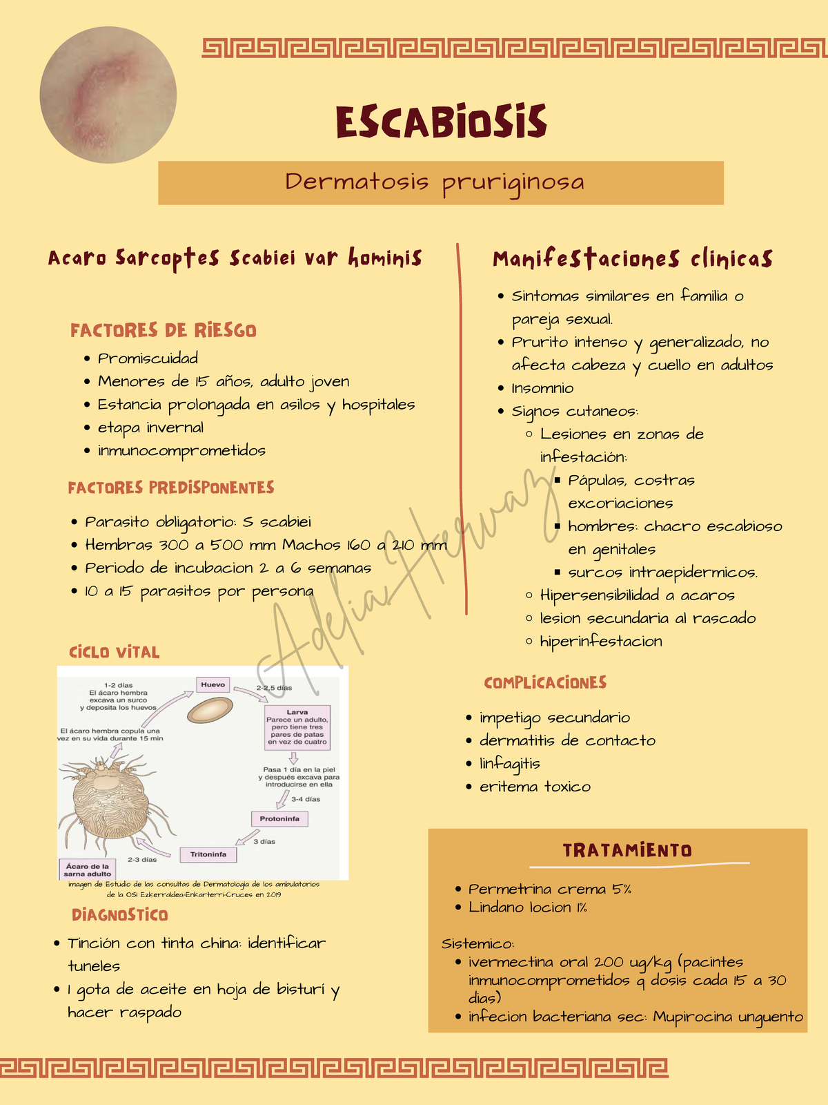 Escabiosis Y Pediculosis - Dermatologia - ESCABIOSIS Dermatosis ...