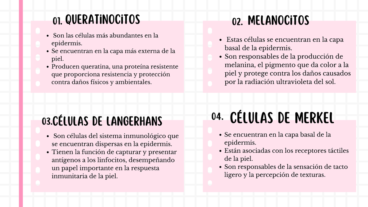 Esquemas - Queratinocitos Melanocitos Células de Langerhans Células de ...