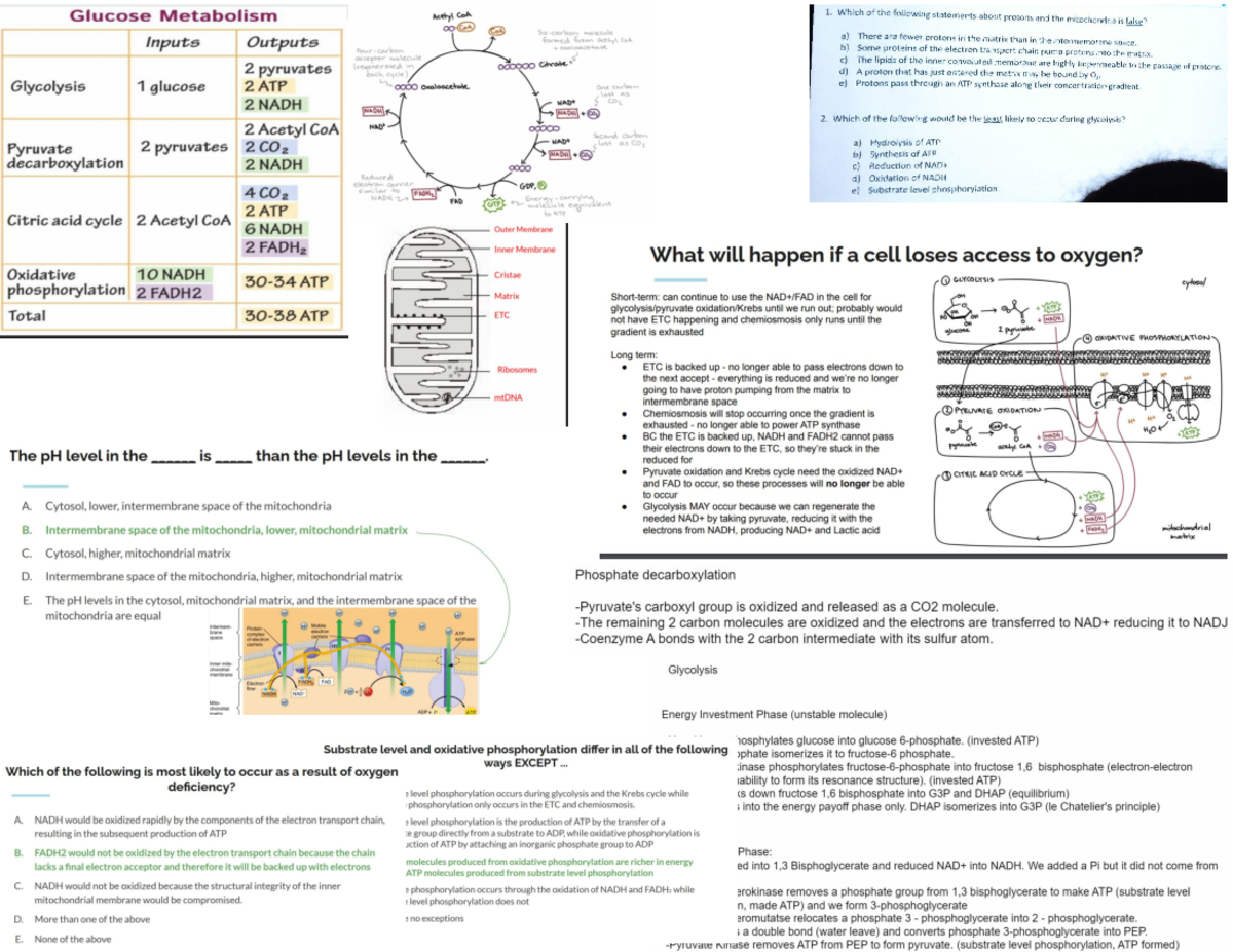 Protien notes - BIO100 - Studocu