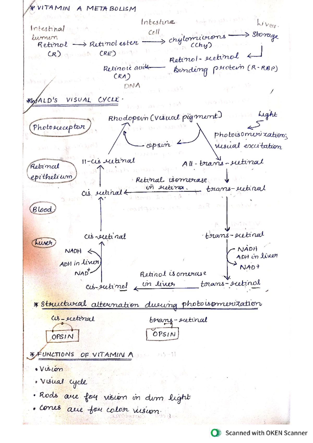 Vitamin A - Short notes for 1st year allied health sciences students ...