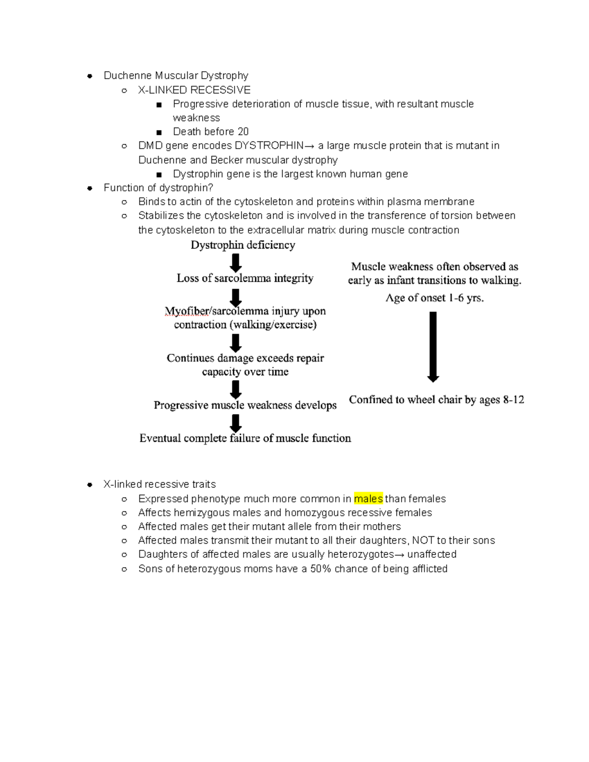 Med Gen Powerpoint 2 Part 9 - Duchenne Muscular Dystrophy X-LINKED ...