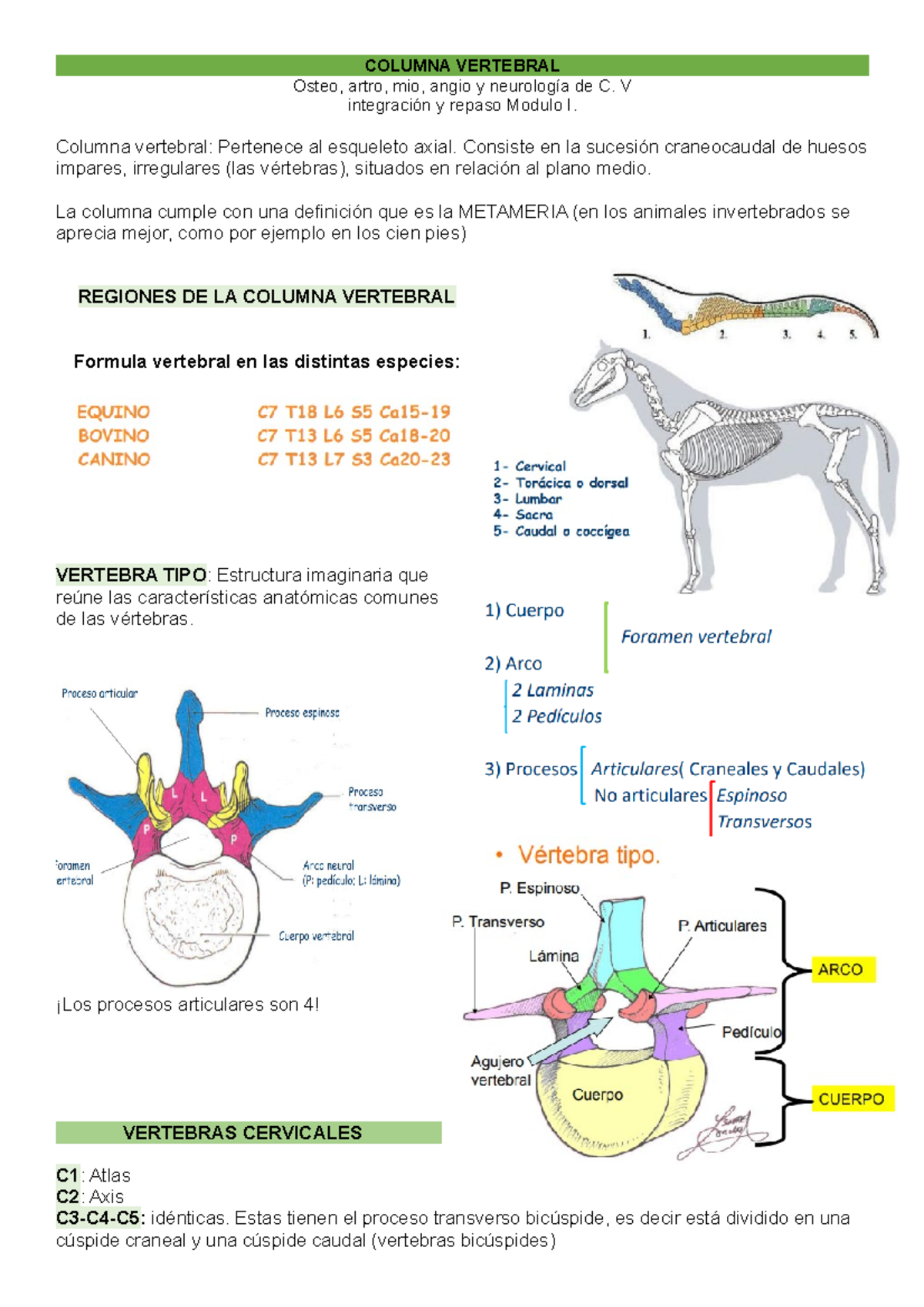 Columna Vertebral- resumen - COLUMNA VERTEBRAL Osteo, artro, mio, angio ...