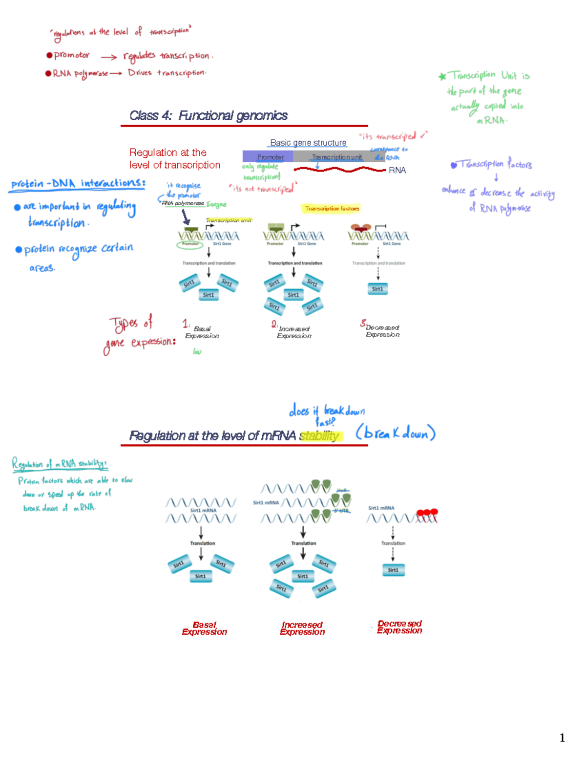 Bio- C2- L4, cycle 2, lecture 4, Functional genomics - Regulation at ...