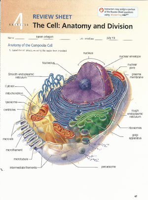 AP - Lab Ex. 05 review sheet chapter 5 The cell: transport mechanisms ...