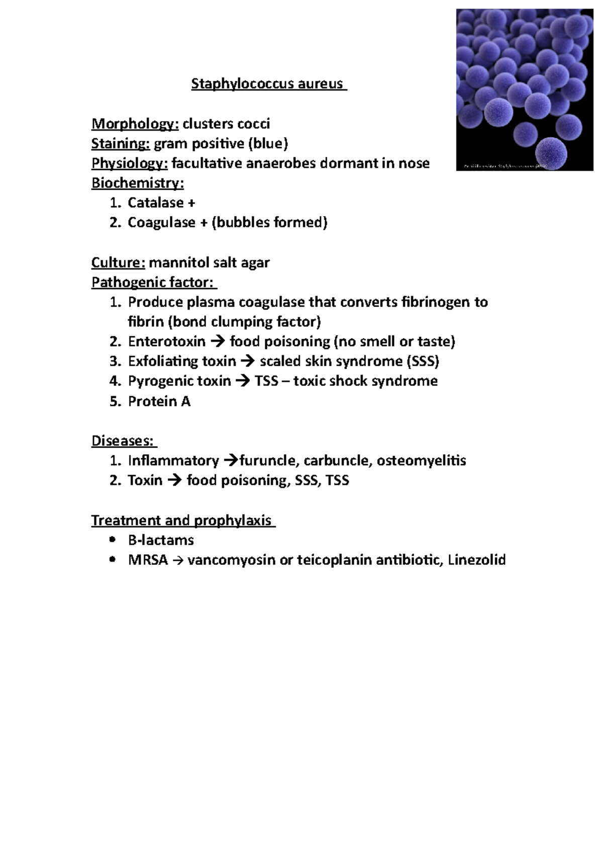 Microbiology - Staphylococcus aureus Morphology: clusters cocci ...