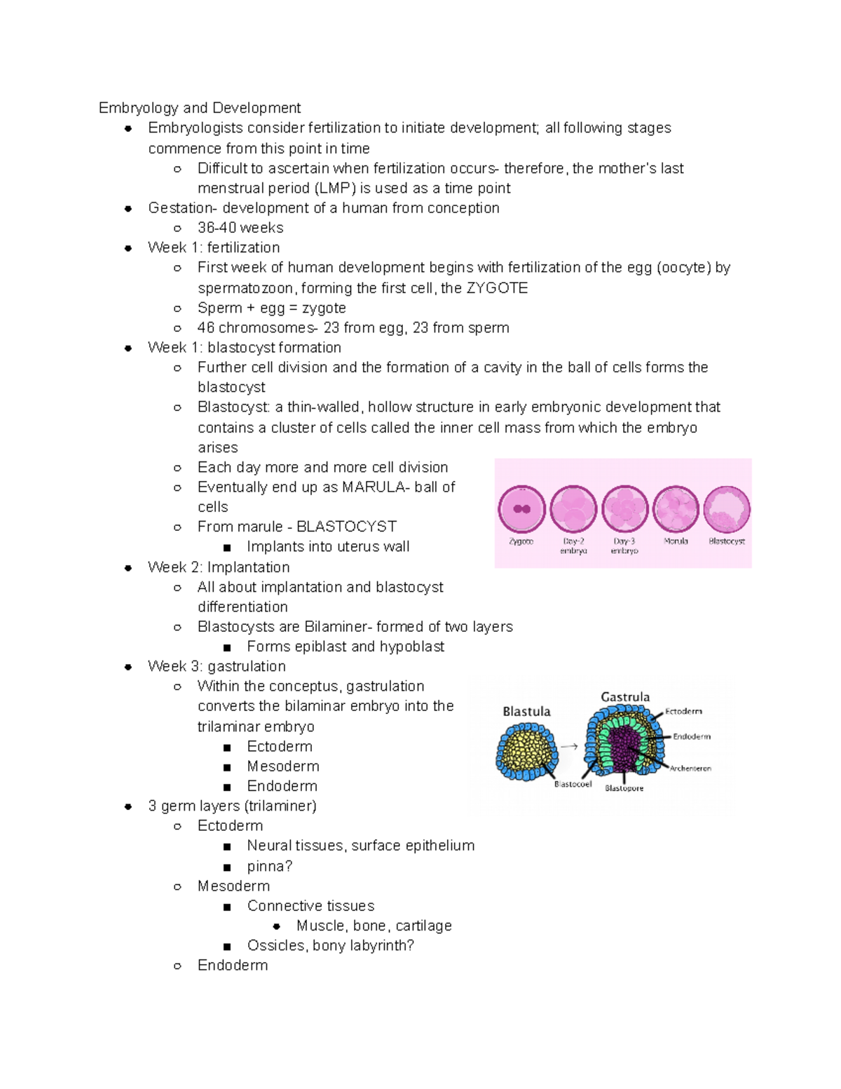 Embryology and Development - Studocu