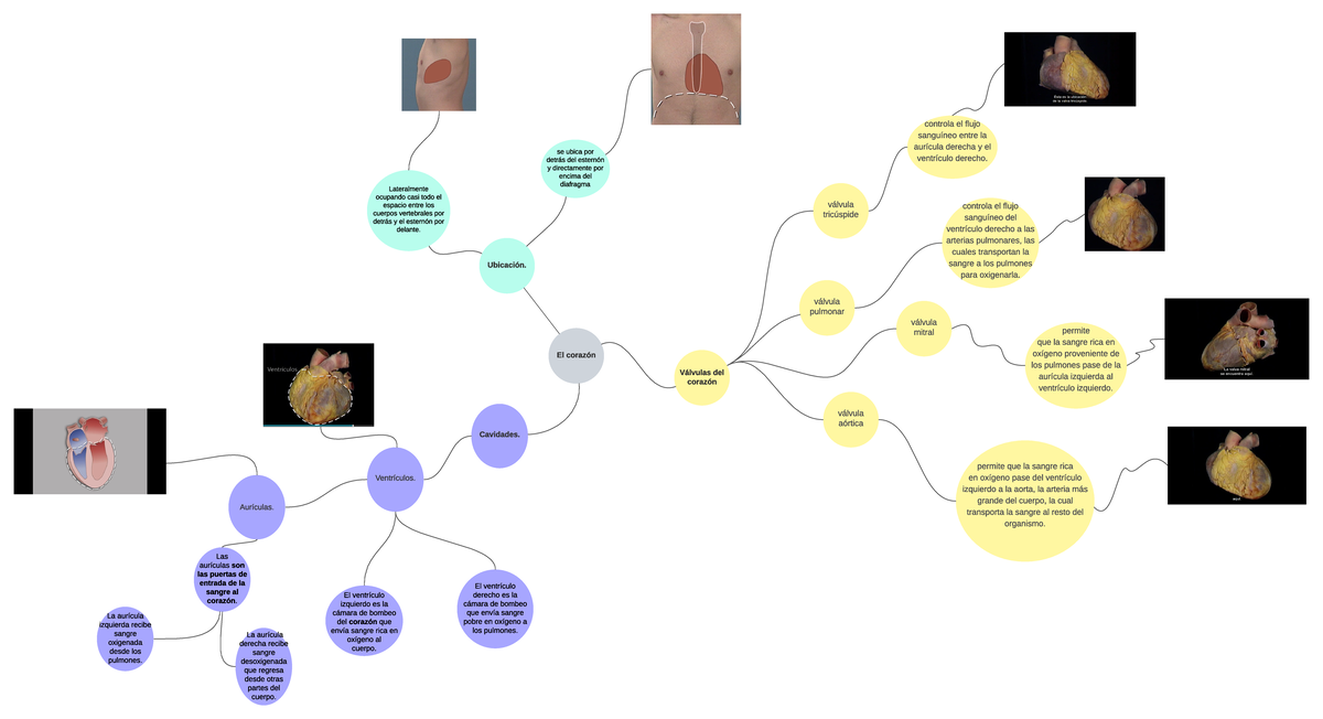 MAPA DEL Corazón - mmmmmmmmmmm - El corazón Válvulas del corazón ...