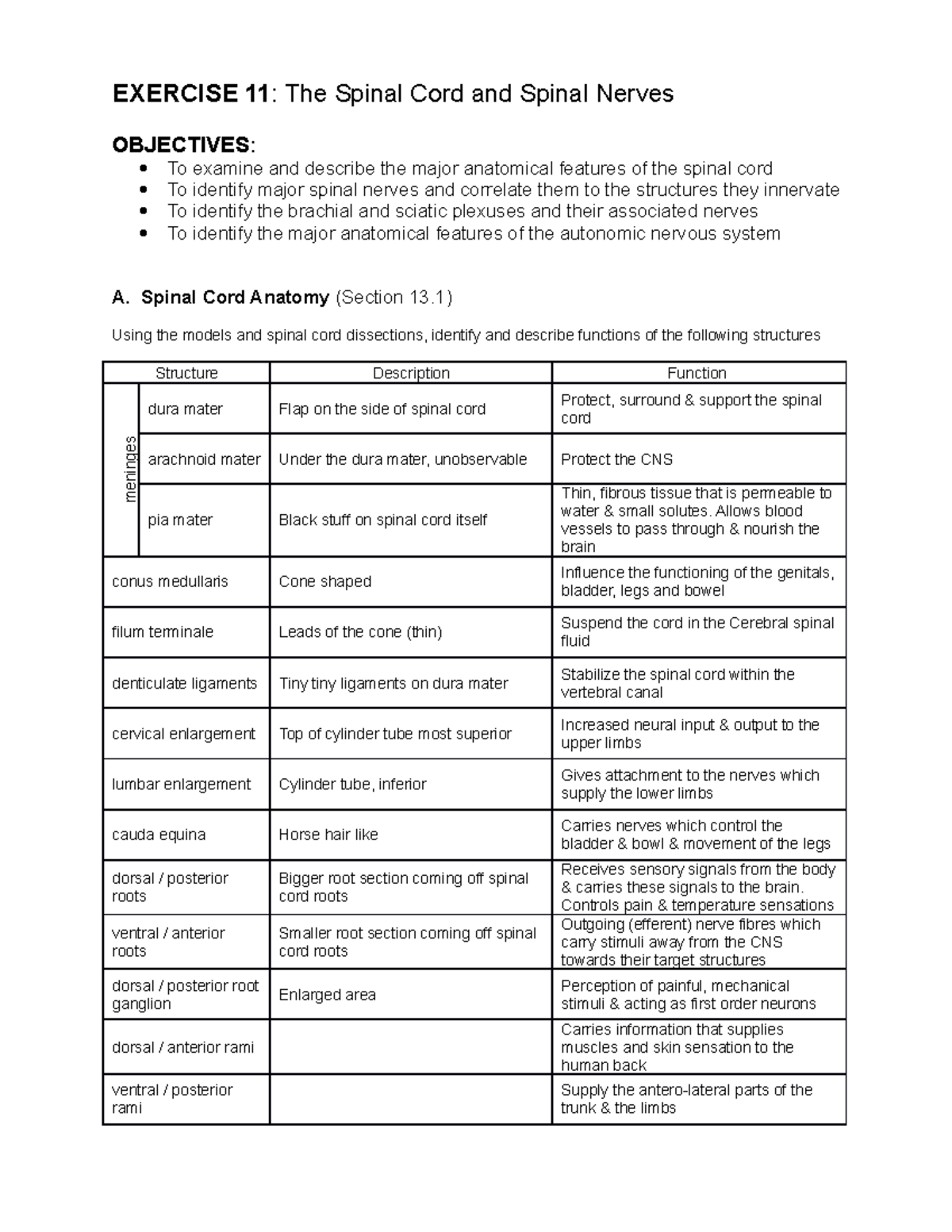 Exercise 11 - The Spinal Cord and Spinal Nerves - EXERCISE 11 : The ...