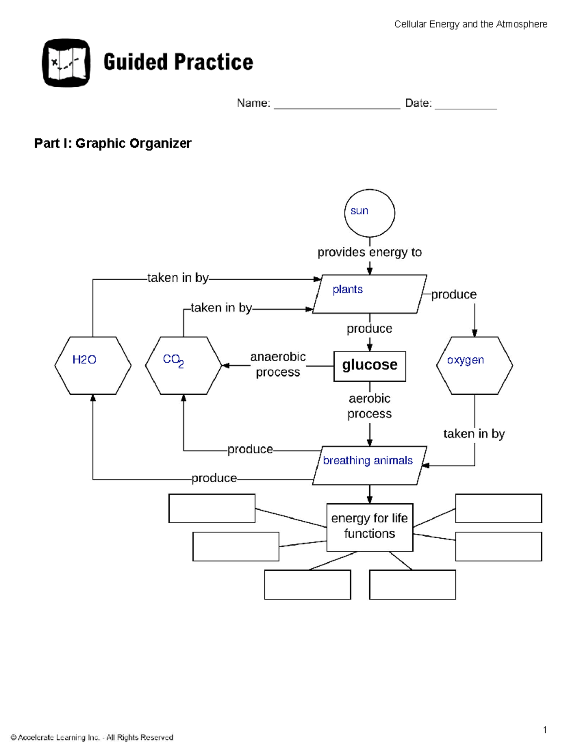 Cellular Respiration Graphic Organizer