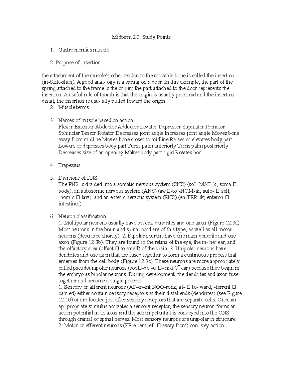 Midterm 2C study points - Midterm 2C: Study Points Gastrocnemius muscle ...