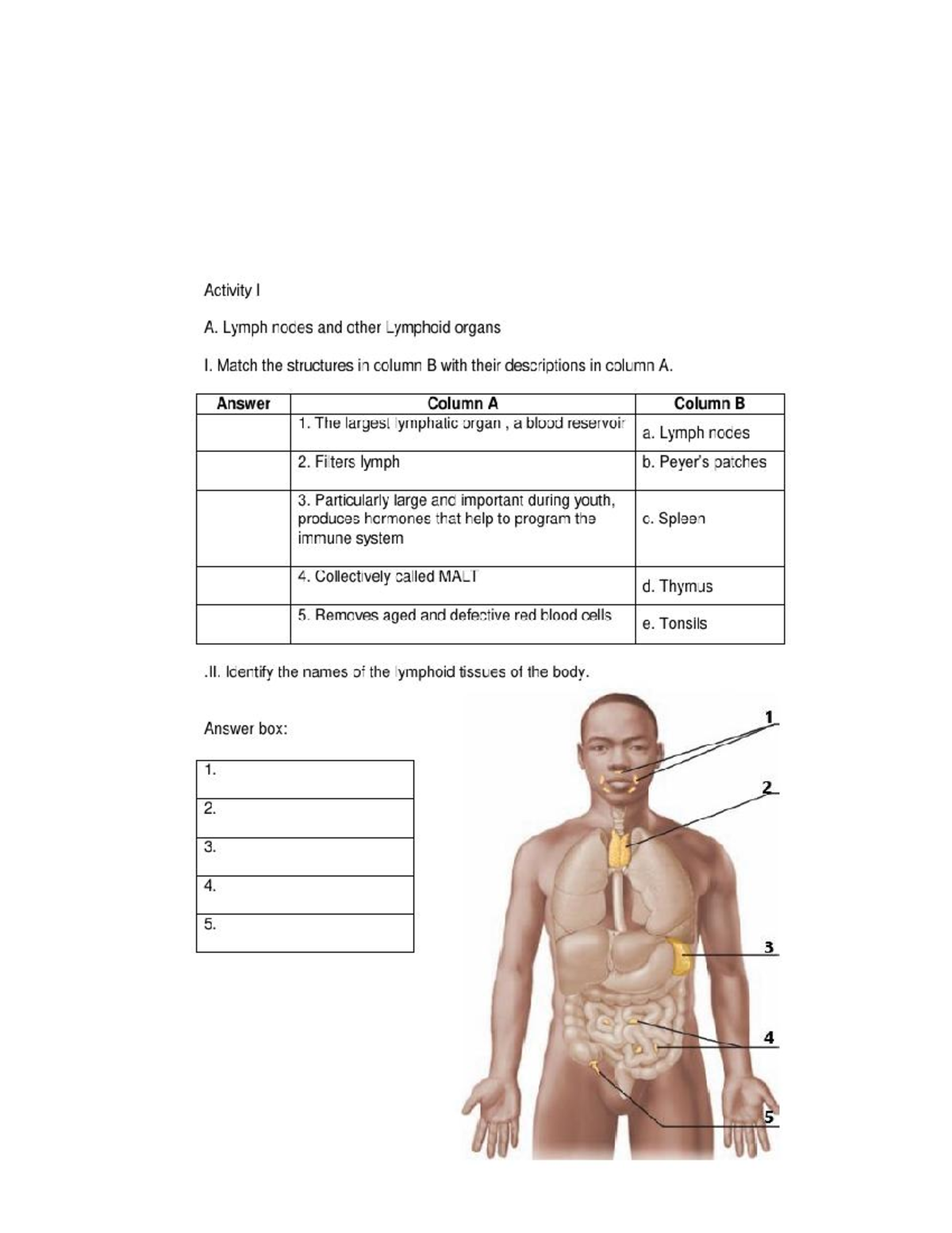 Chapter 13 - Anatomy & Physiology (Lab Manual) - Nursing - Studocu