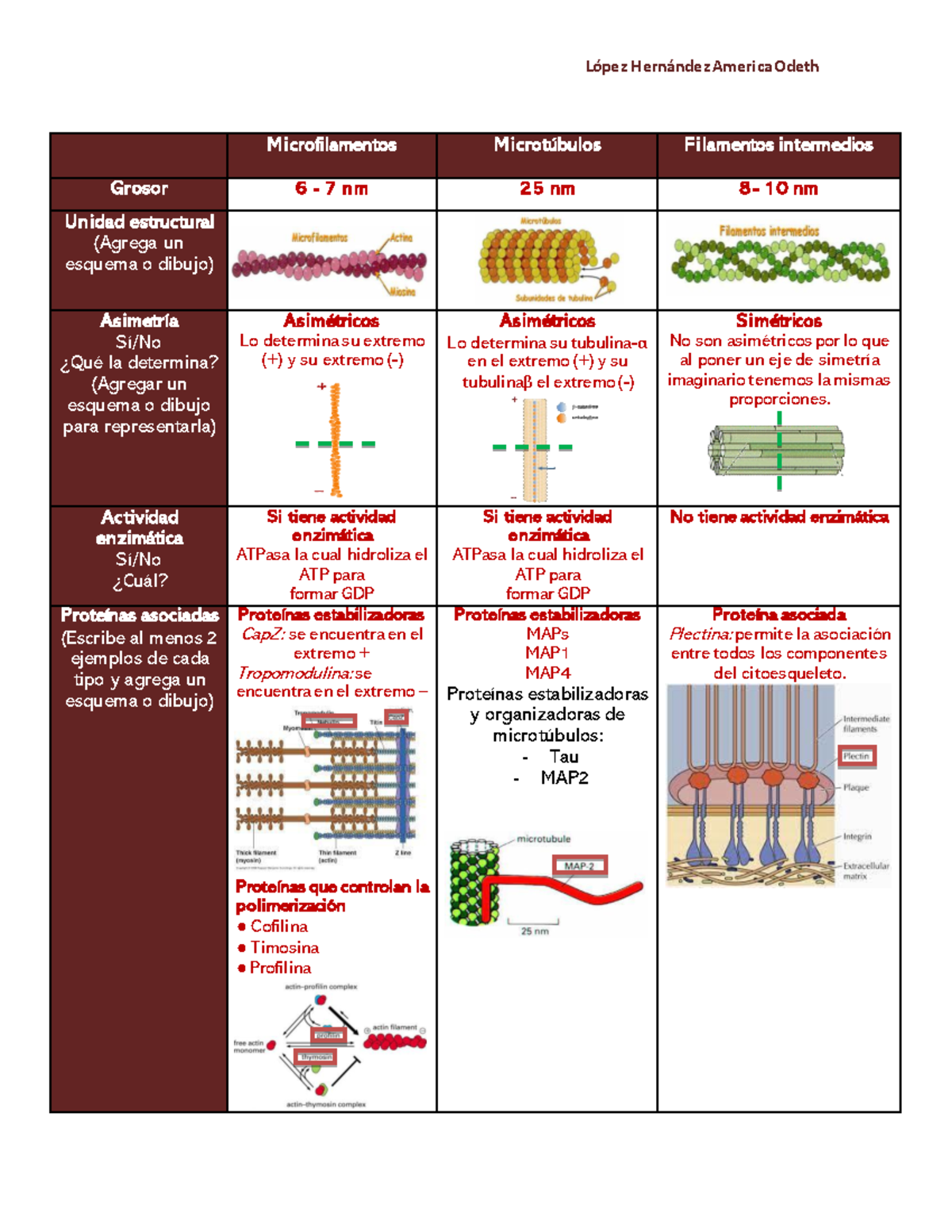Cuadro comparativo citoesqueleto LOHA - Microfilamentos Microtúbulos ...