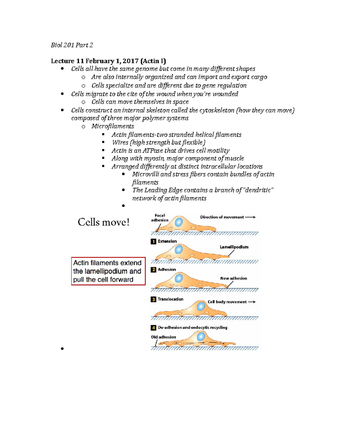 Biol 201 Part 2 Through Lecture 17 - Biol 201 Part 2 Lecture 11 ...