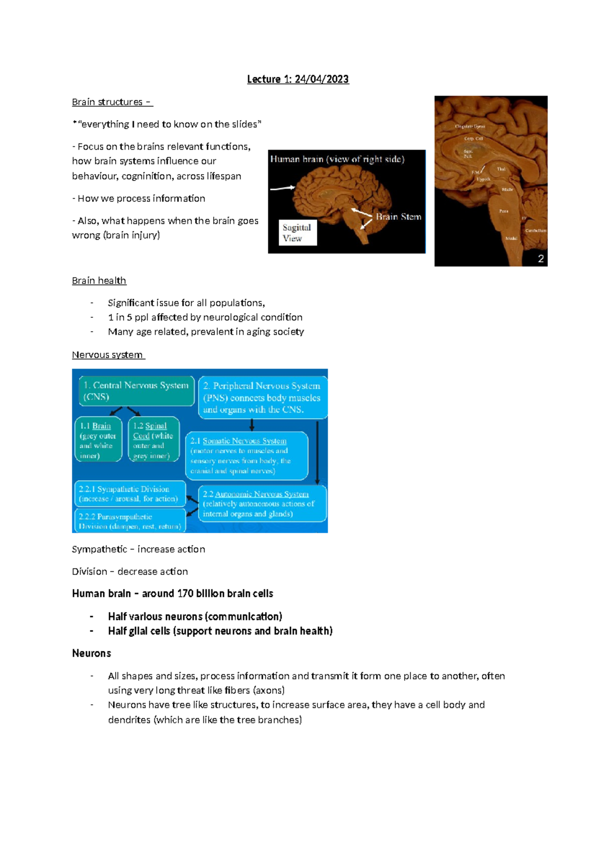 Neuropsyc notes - Lecture 1: 24/04/ Brain structures – *“everything I ...