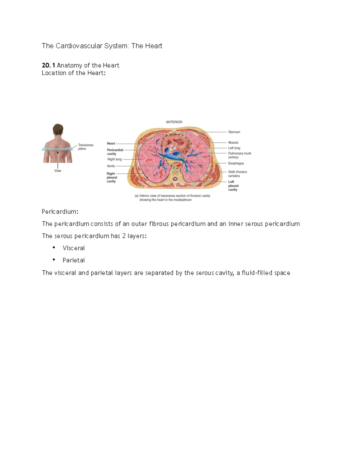 Chapter 20 the cardiovascular system - The Cardiovascular System: The ...