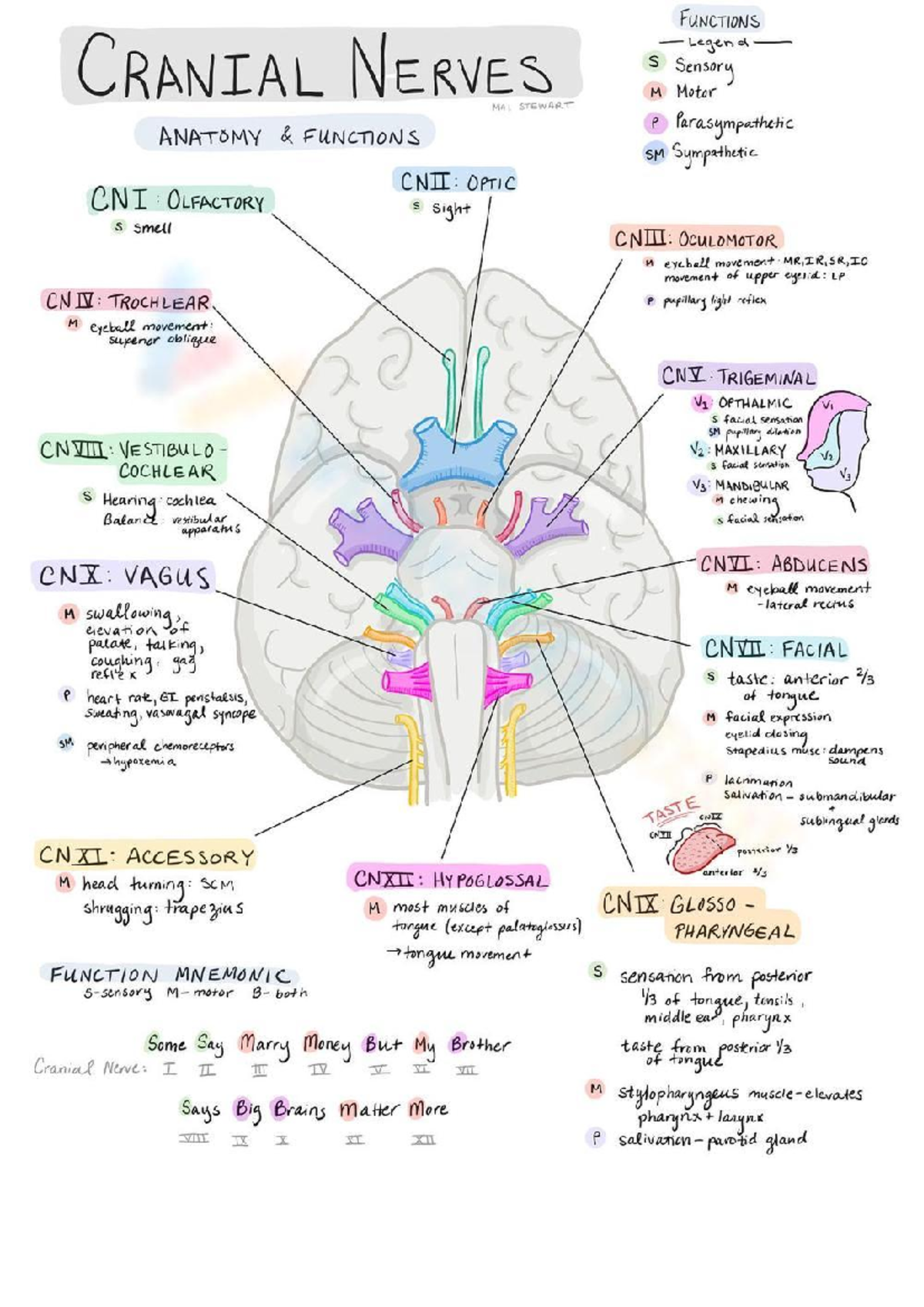 Cranial nerves worksheet 1 - FUNCTIONS CRANIAL NERVES Legen a S Sensory ...