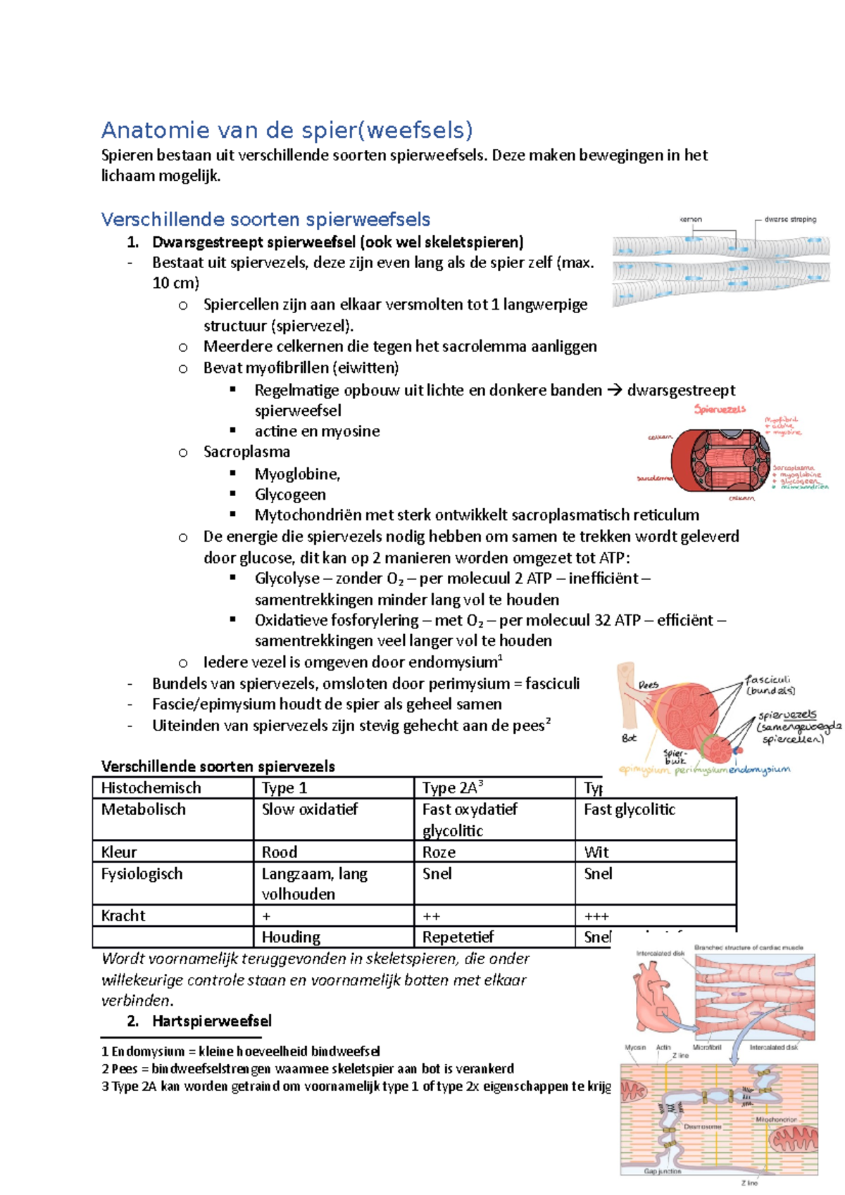 OWG2.4 - spieren en spiercontracties in relatie tot weeën - Anatomie ...